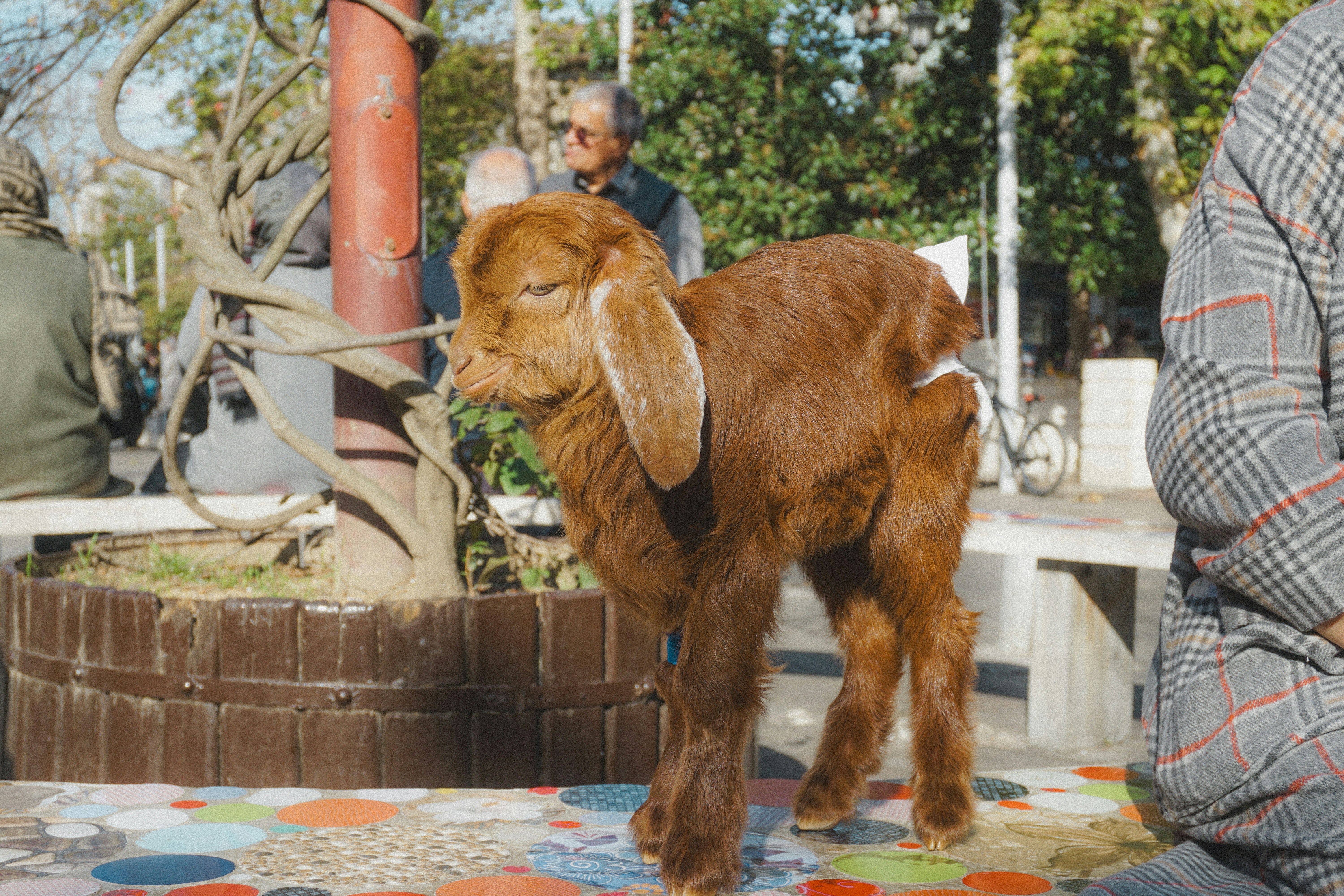 Brown Goat on a Colorful Tiled Table at a Public Park