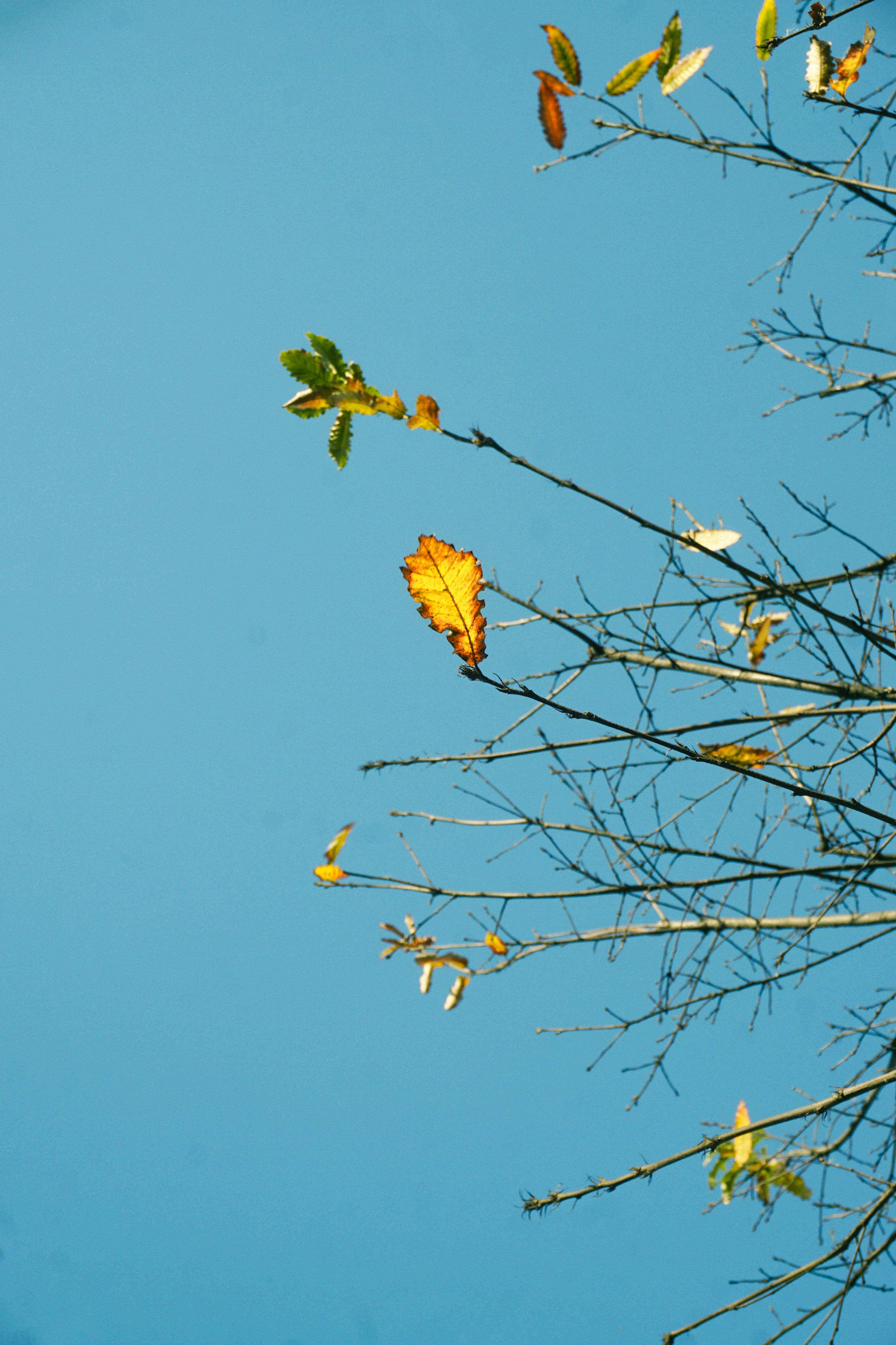 Autumn Leafalight on a Clear Sky