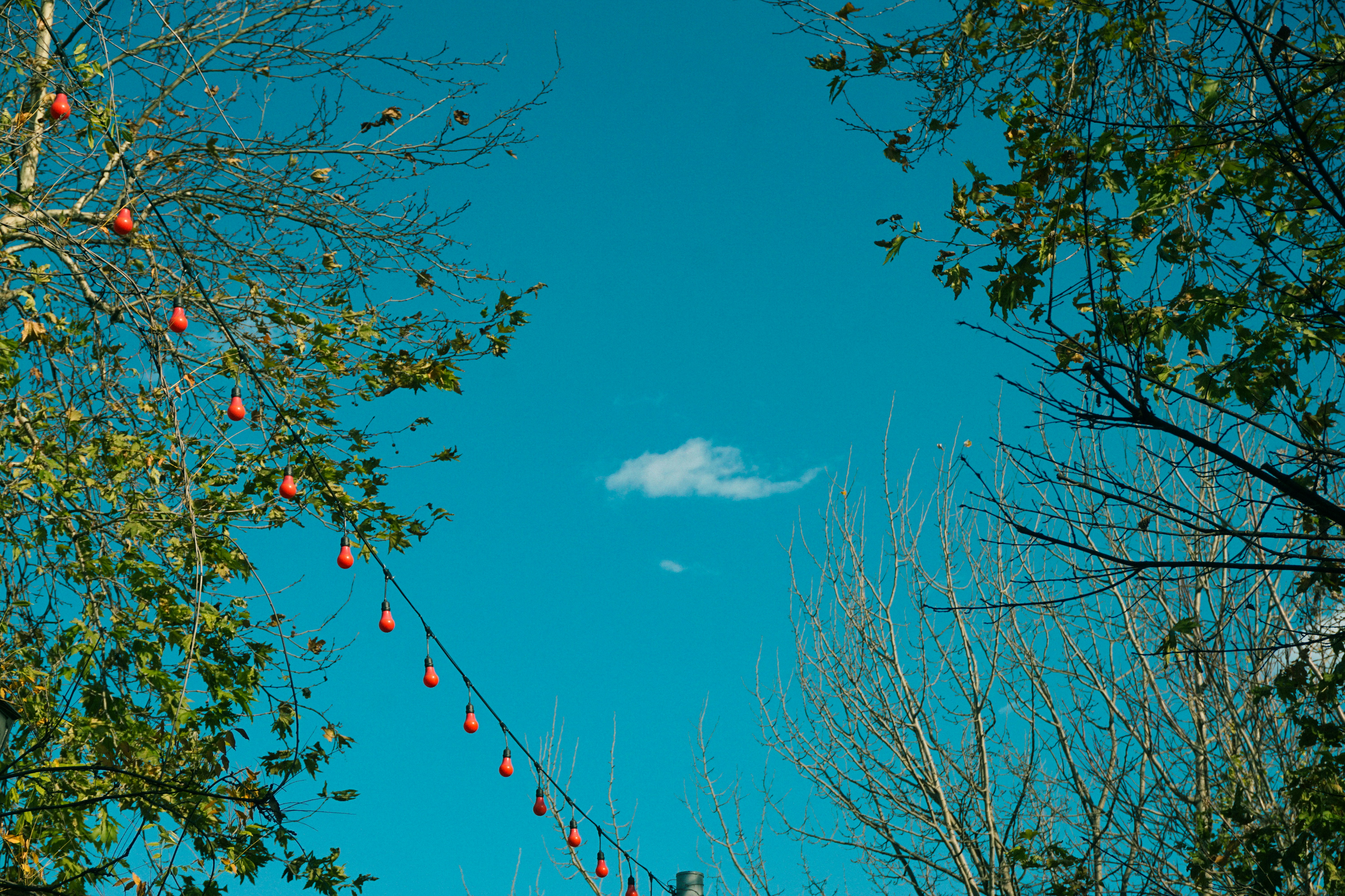 Azure Sky Above a Lantern-String Orchard
