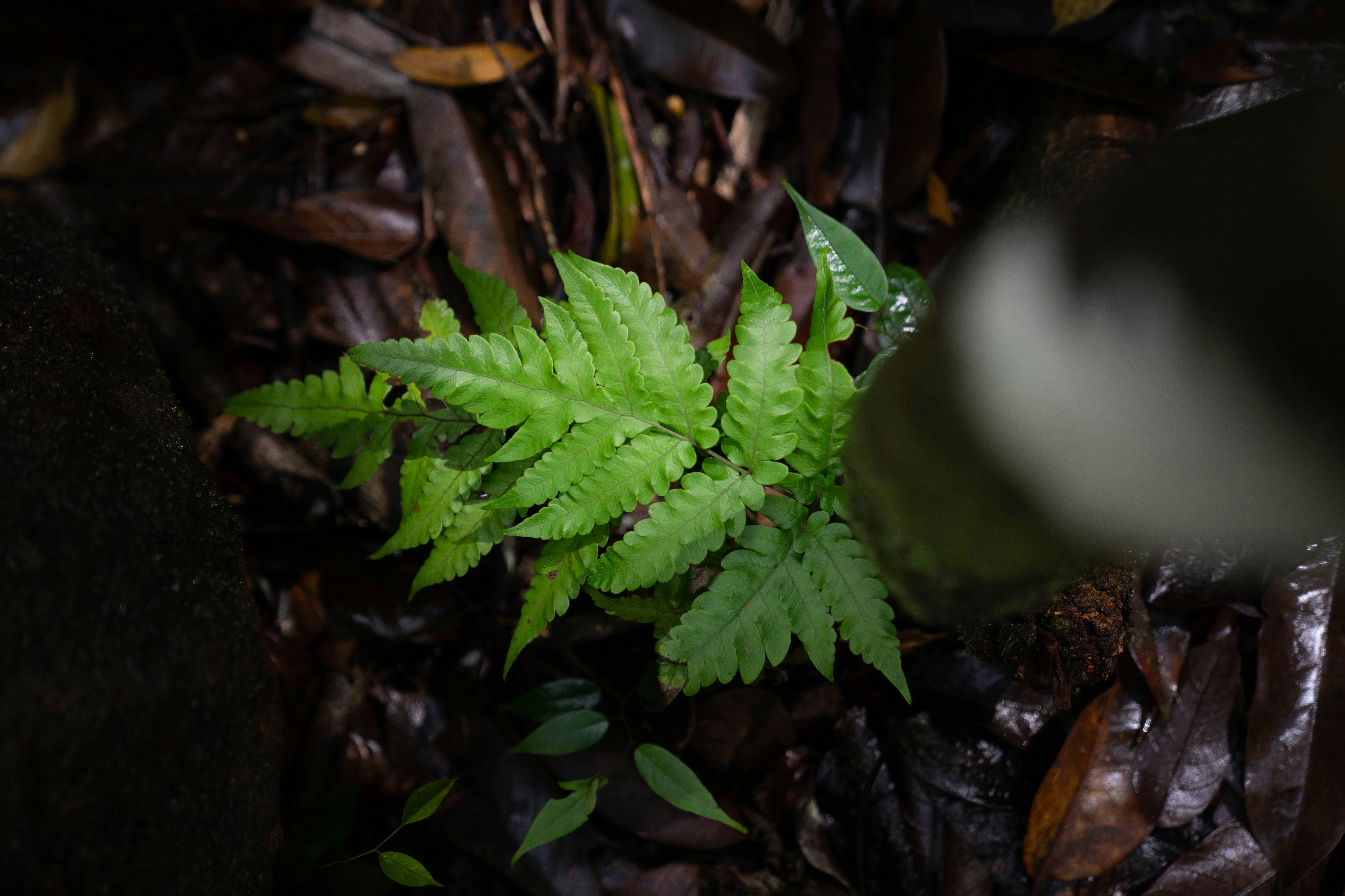 Emerging Fern in a Damp Forest Floor