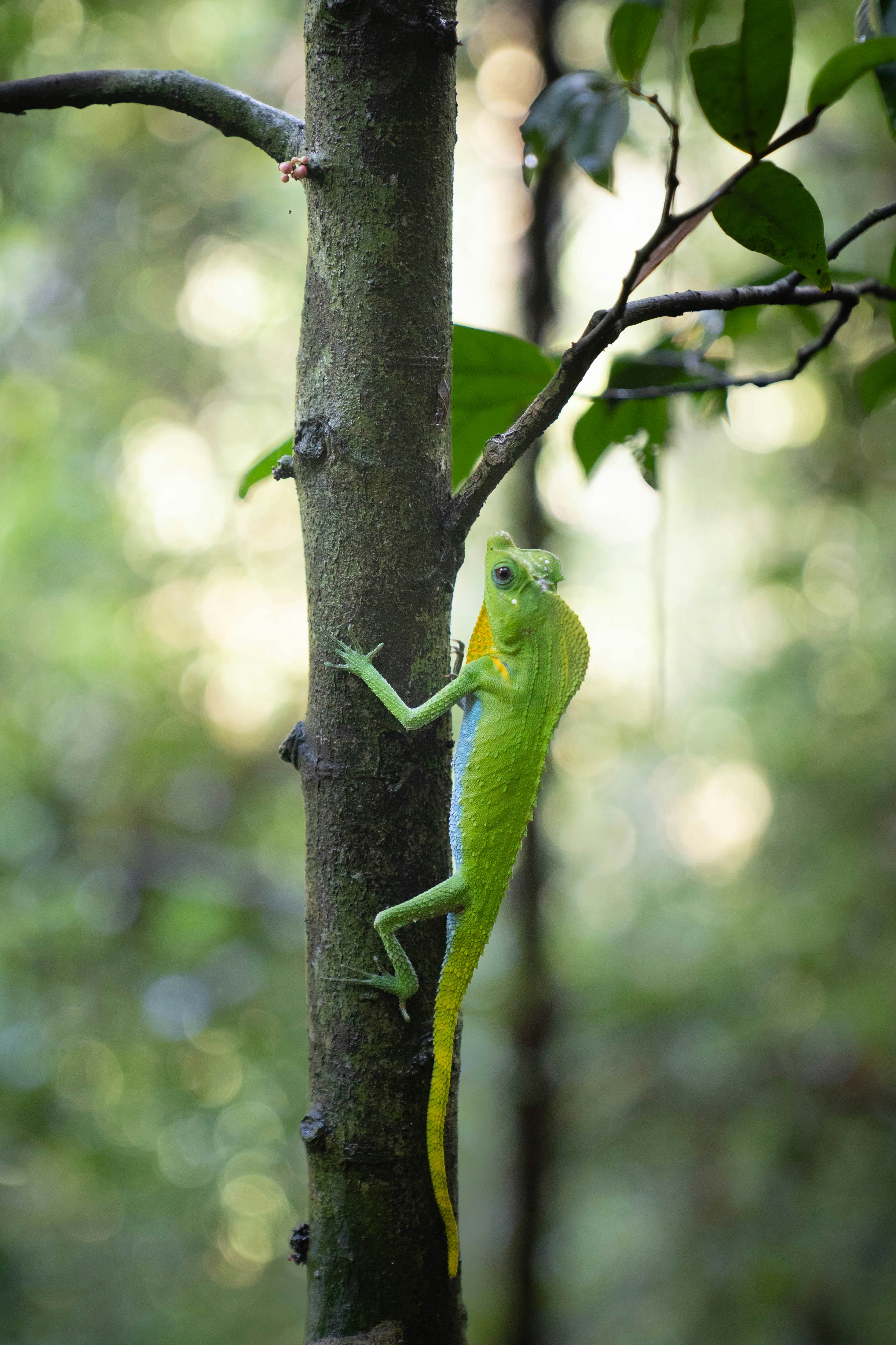 Emerald Arboreal Climber: A Green Gecko Adheres to a Mossy Trunk