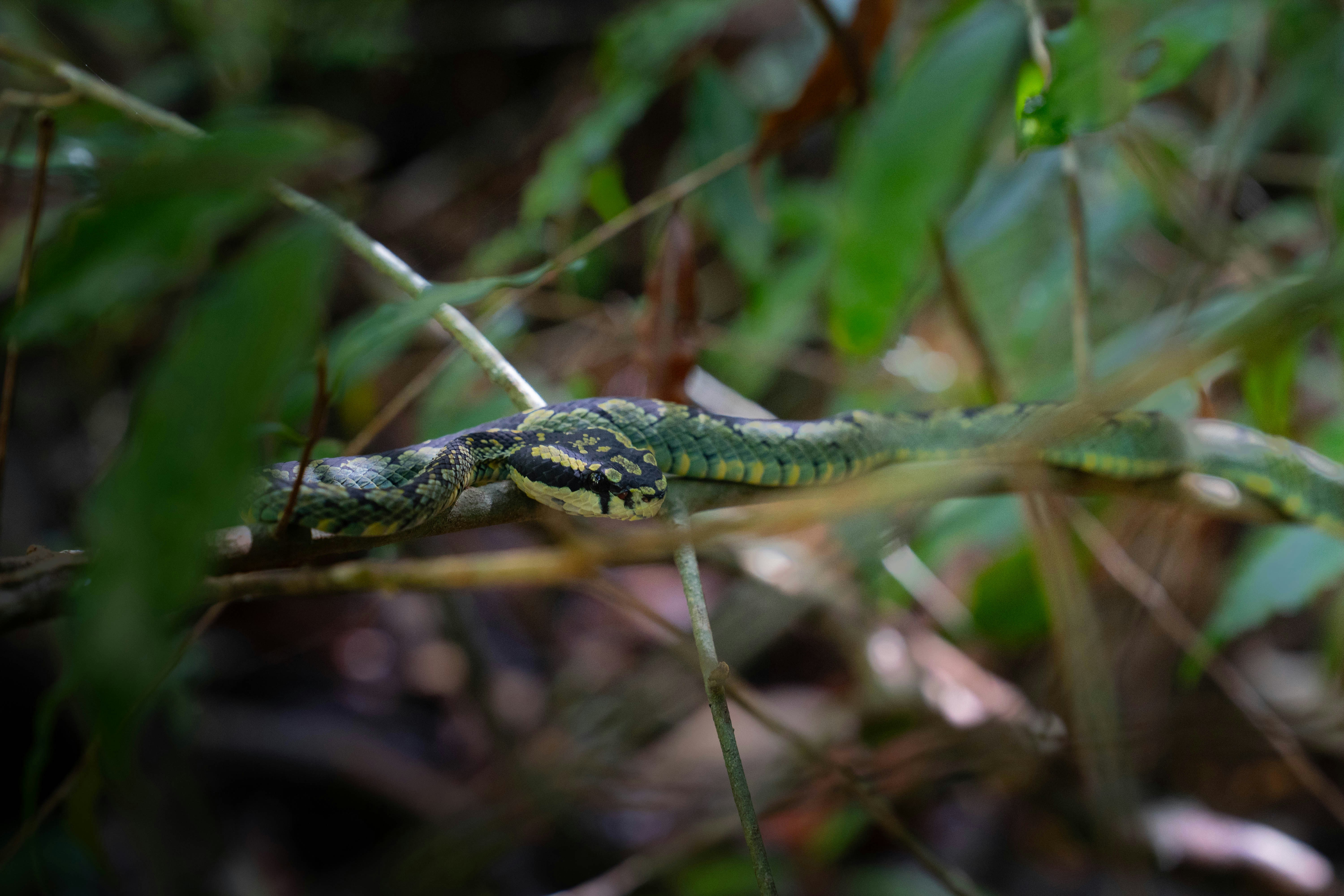 Green-patterned Coil: A Small Snake Slithers Through Dense Understory