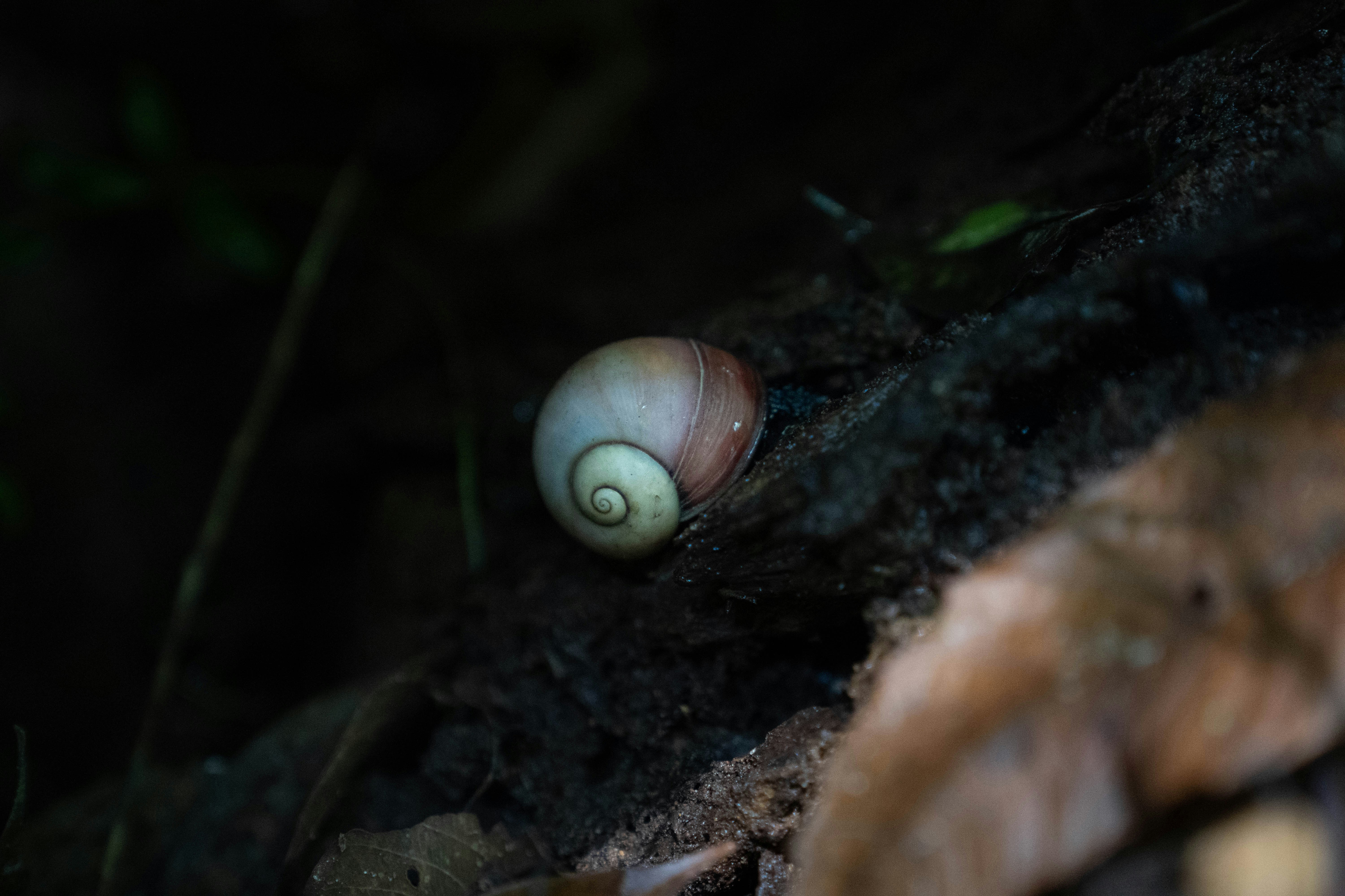 Spiral sparse: a lone snail clings to the forest floor