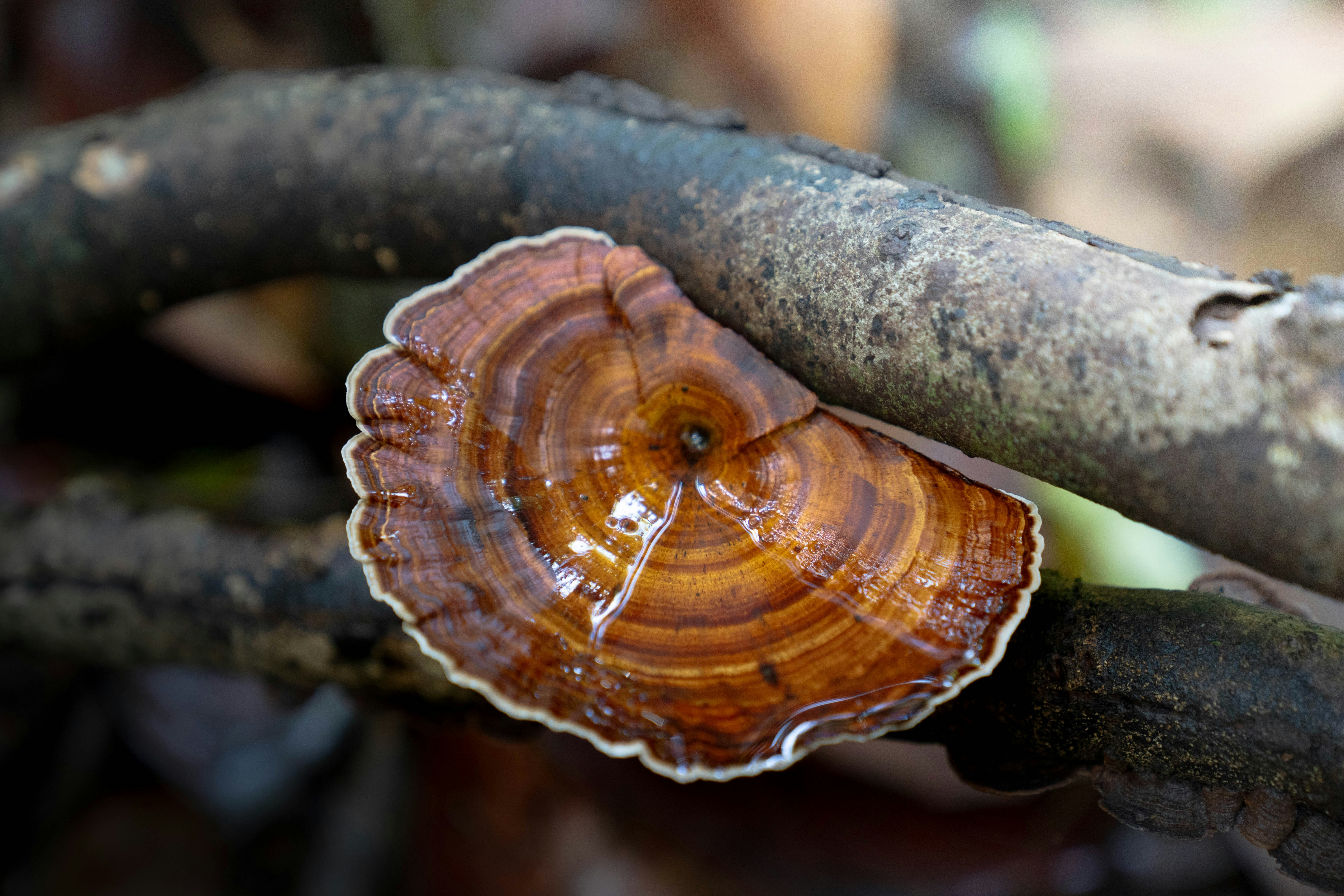 Vibrant Fungal Rosette Cresting a Mossy Log