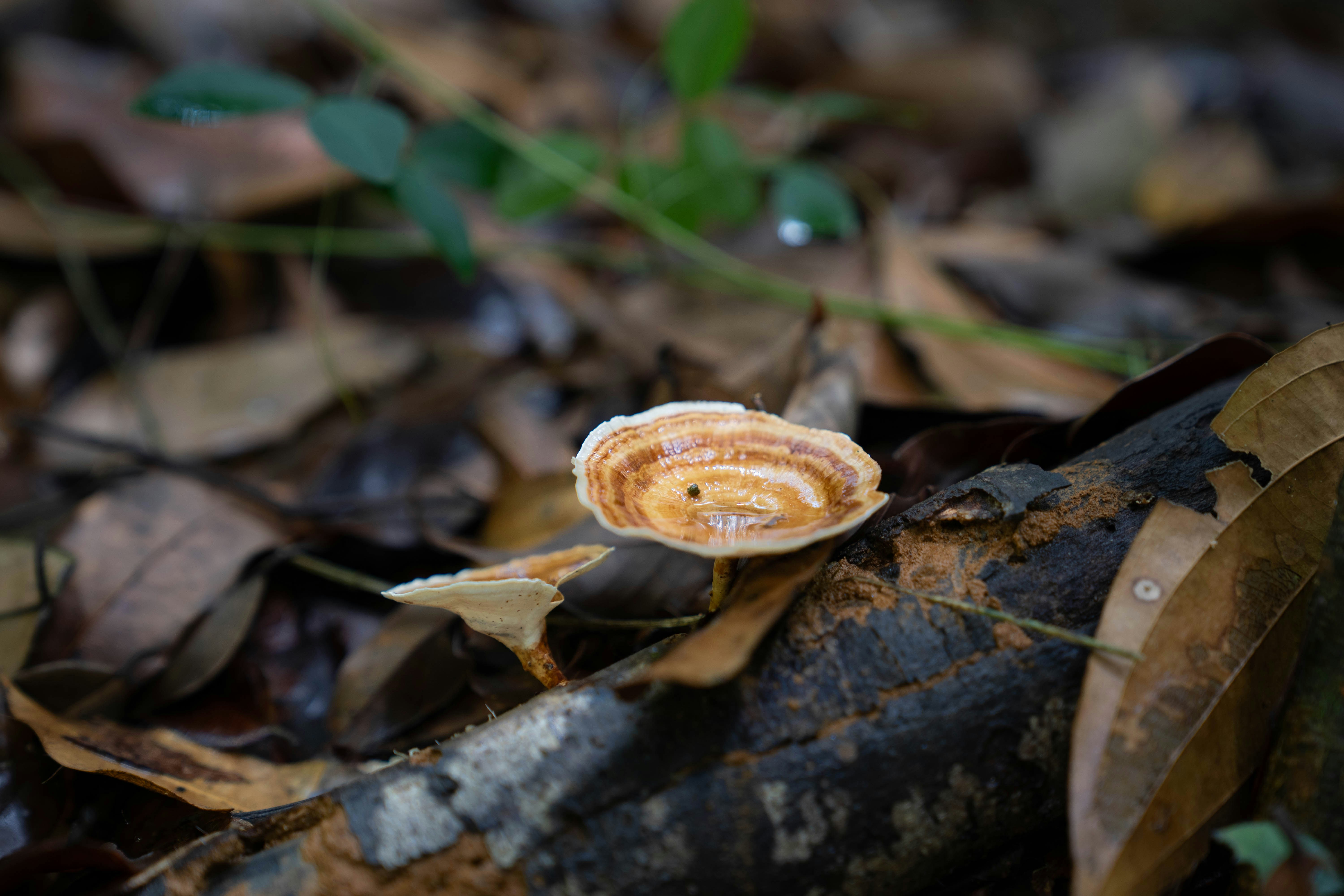A lone bracket fungus on a decaying log