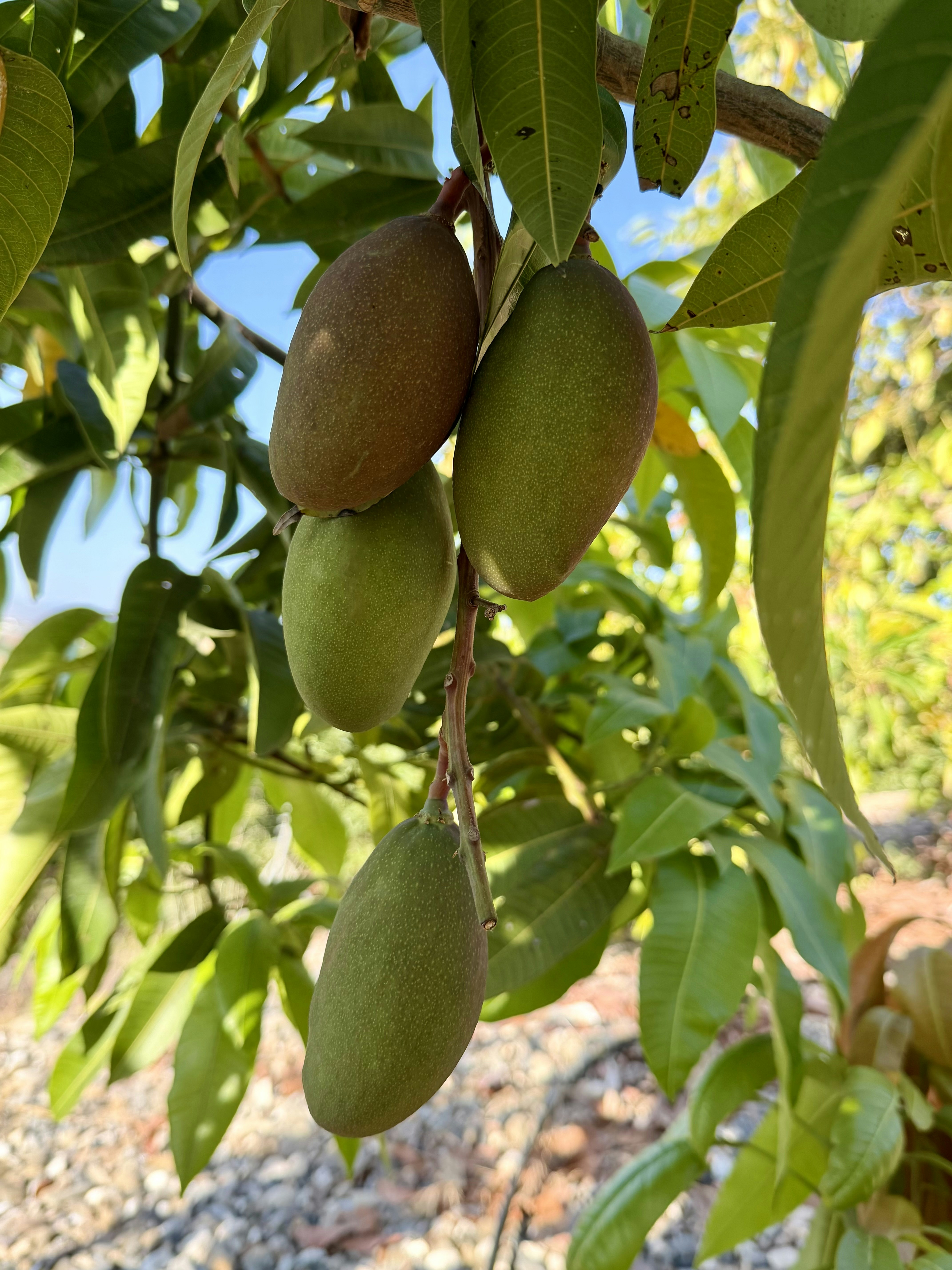 Ripe Mango Cluster on a Sunlit Branch