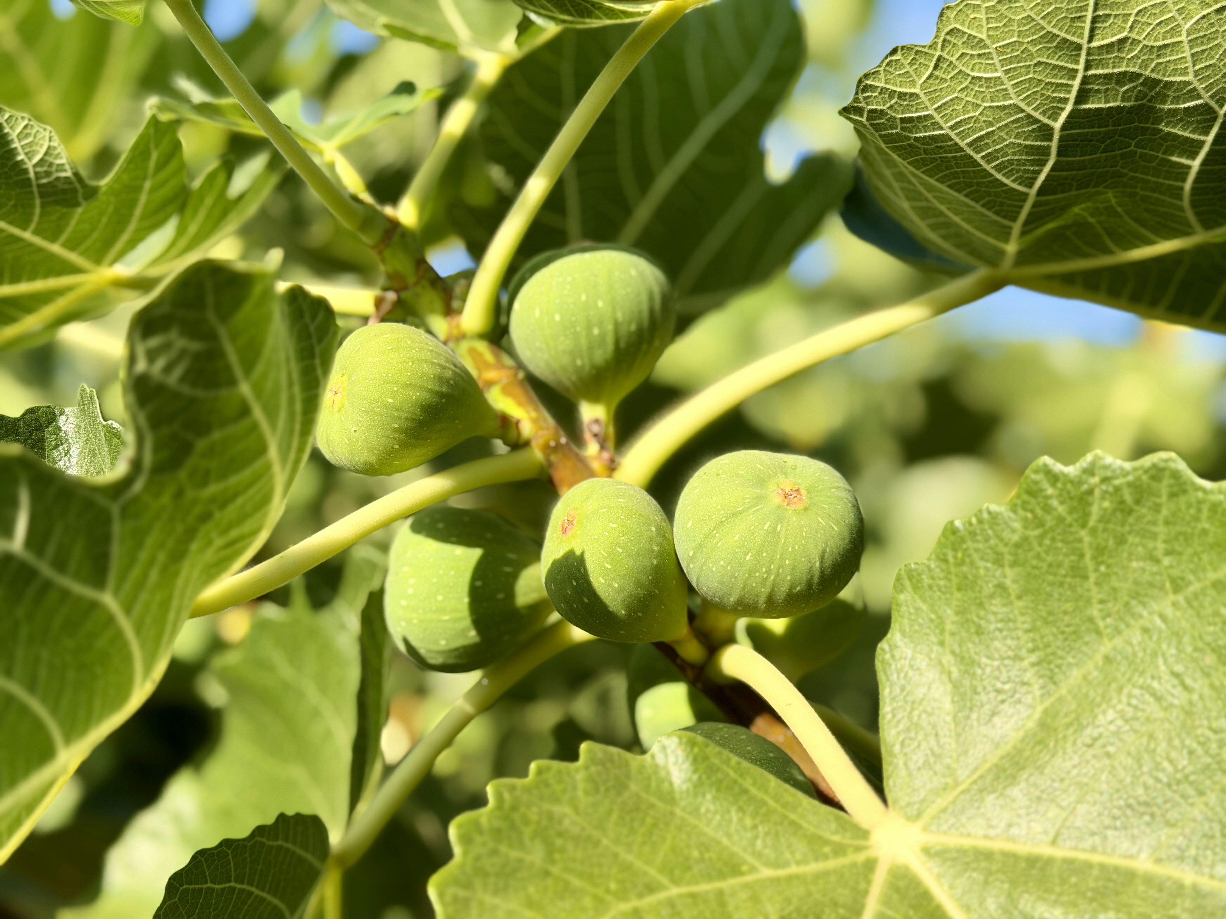 Green Fig-Ligatures: Figs in Garden Light