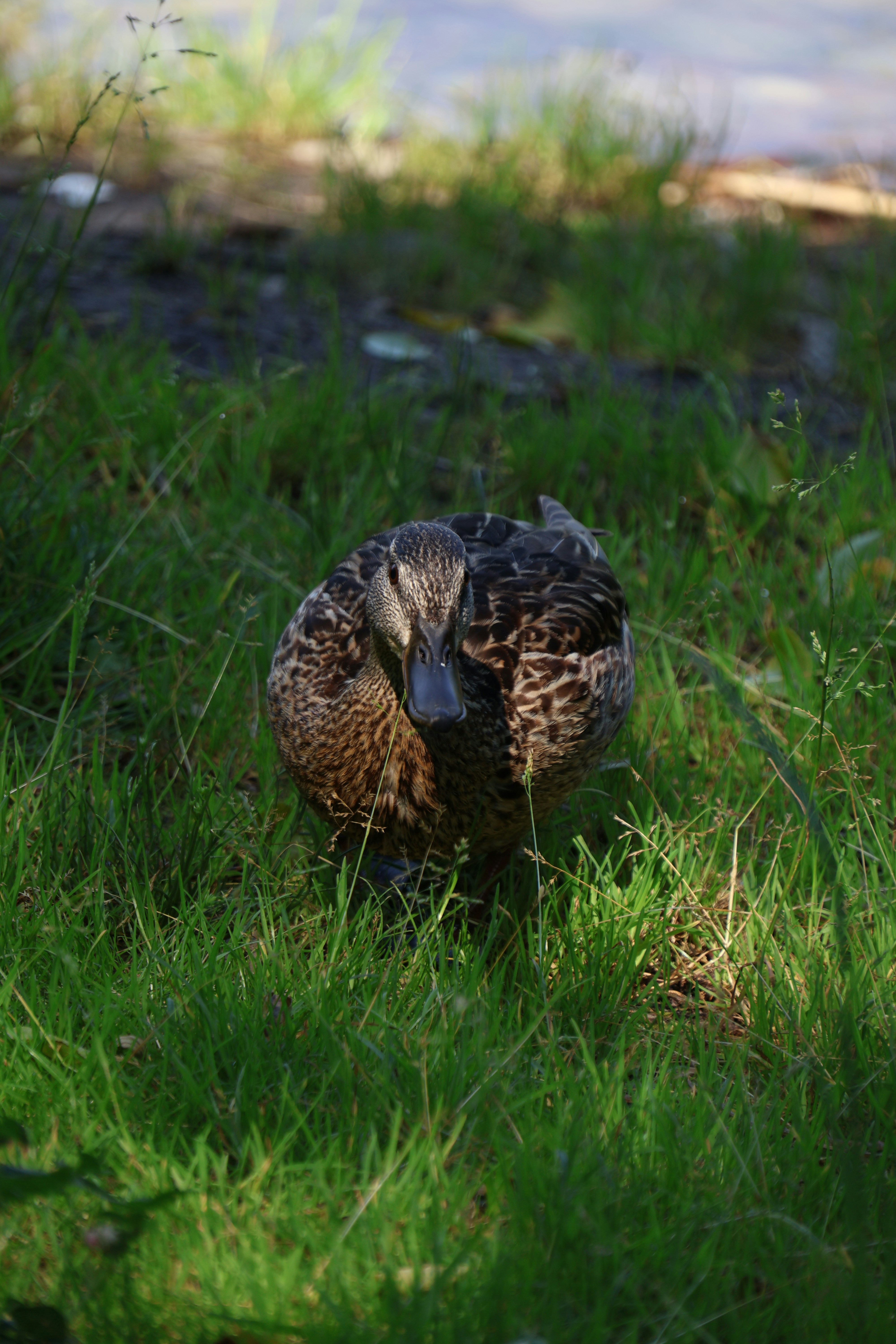 Duck in the Shaded Meadow: A Close-Range Portrait in Dappled Light