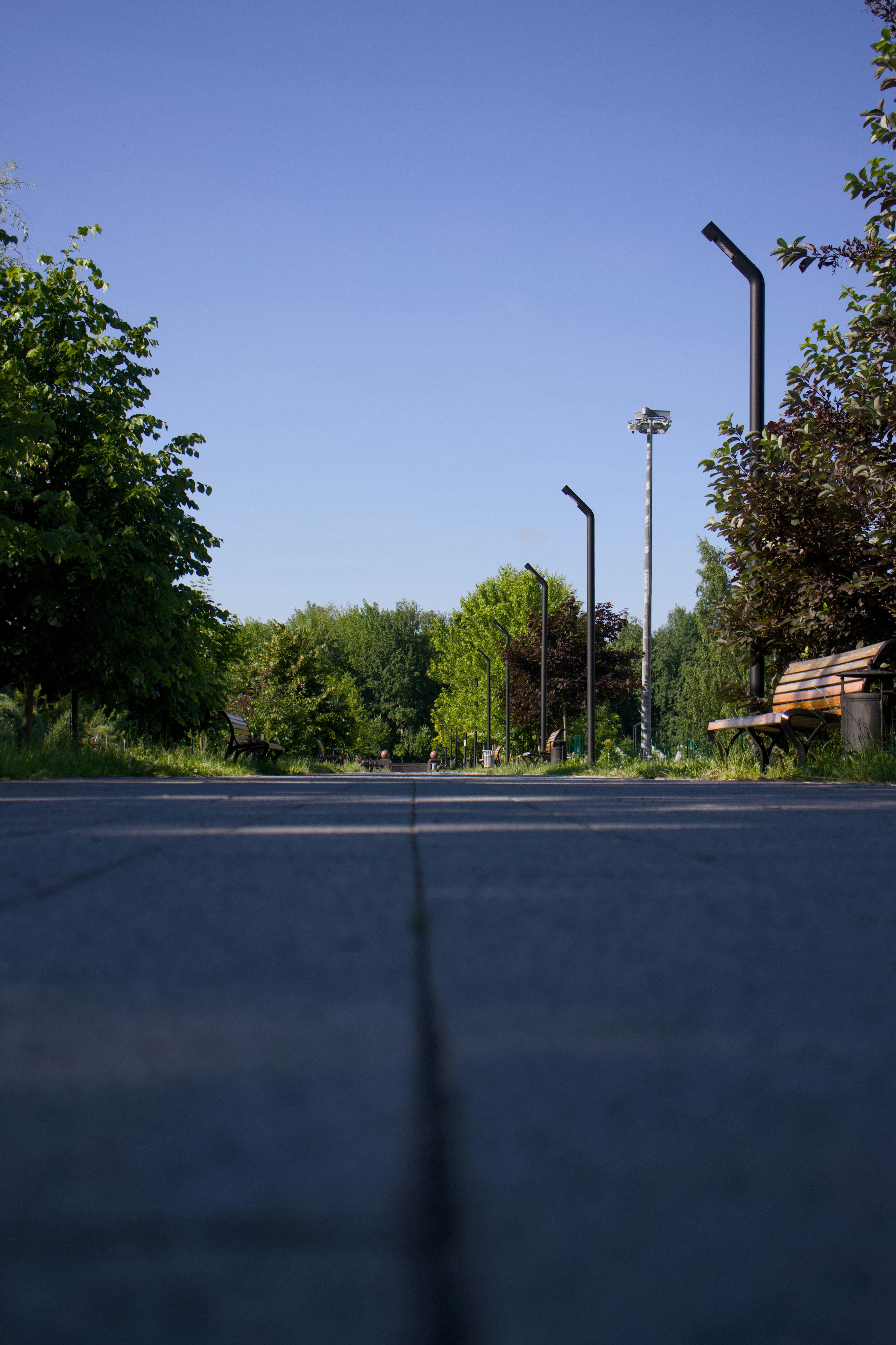 Low-Angle Pathway: Calm Park Avenue Leads to Distant Skyline