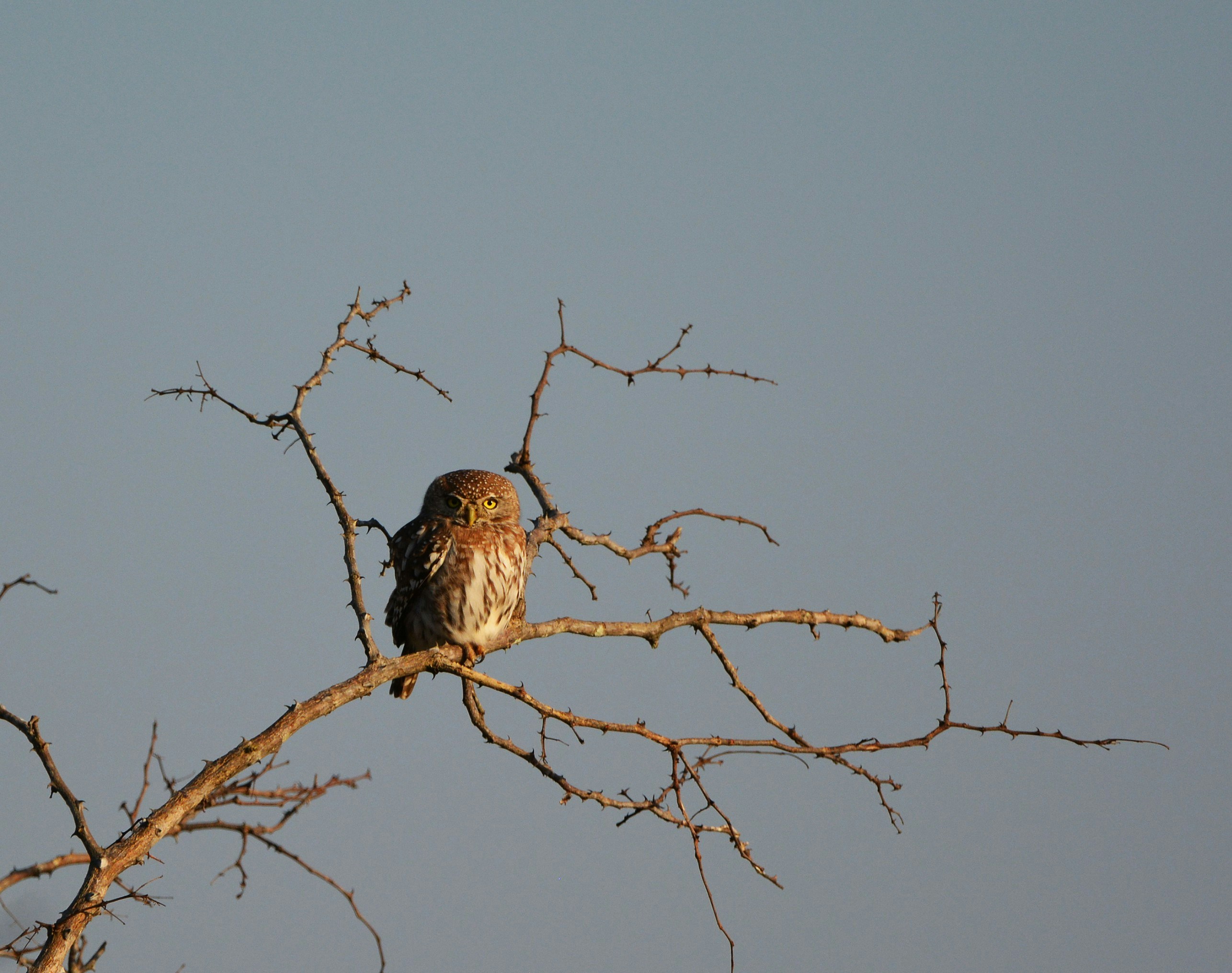 Midday Watch: A Burrowing Owl Perched on Bare Branches