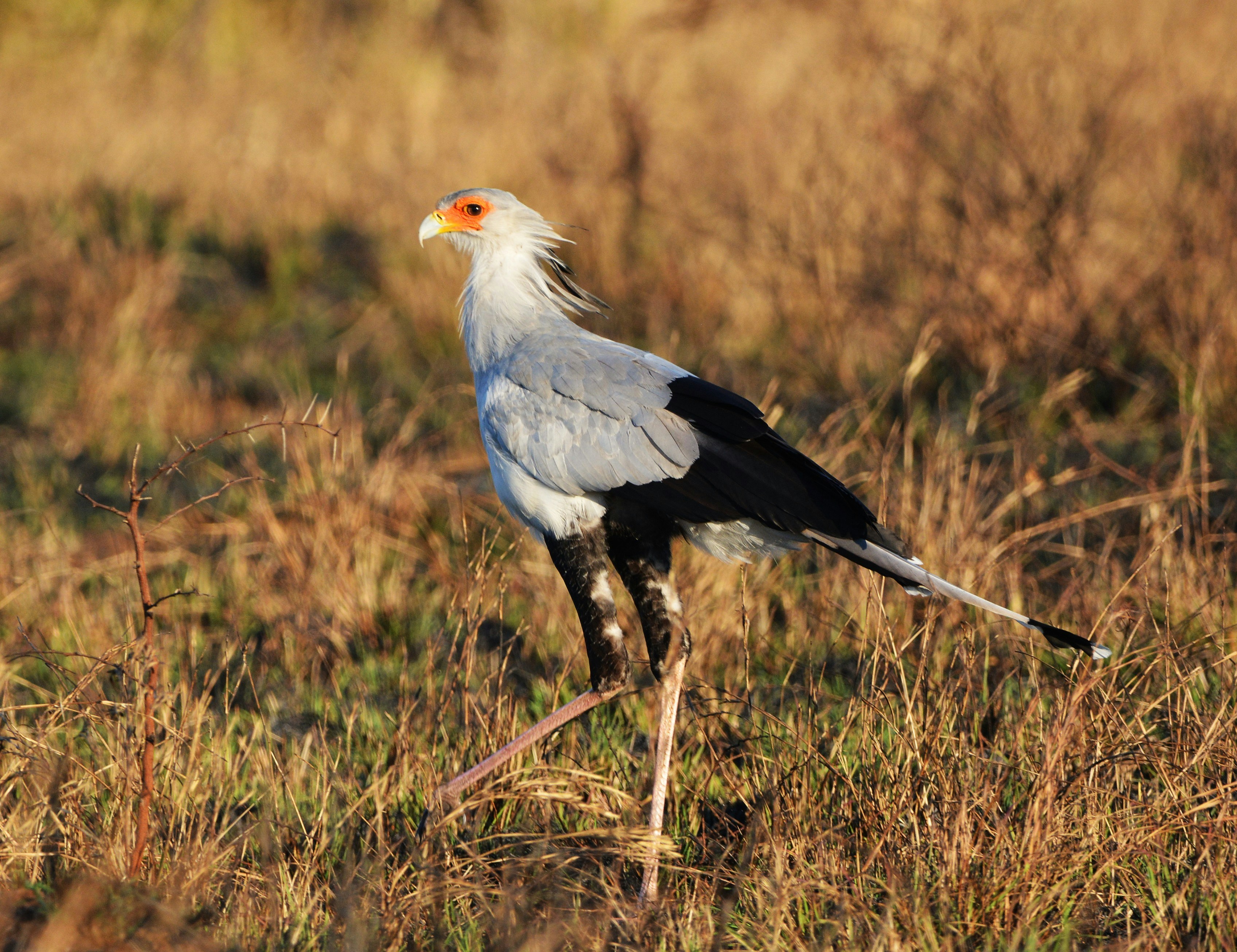 Azure-Billed Heron in Golden Grasslands