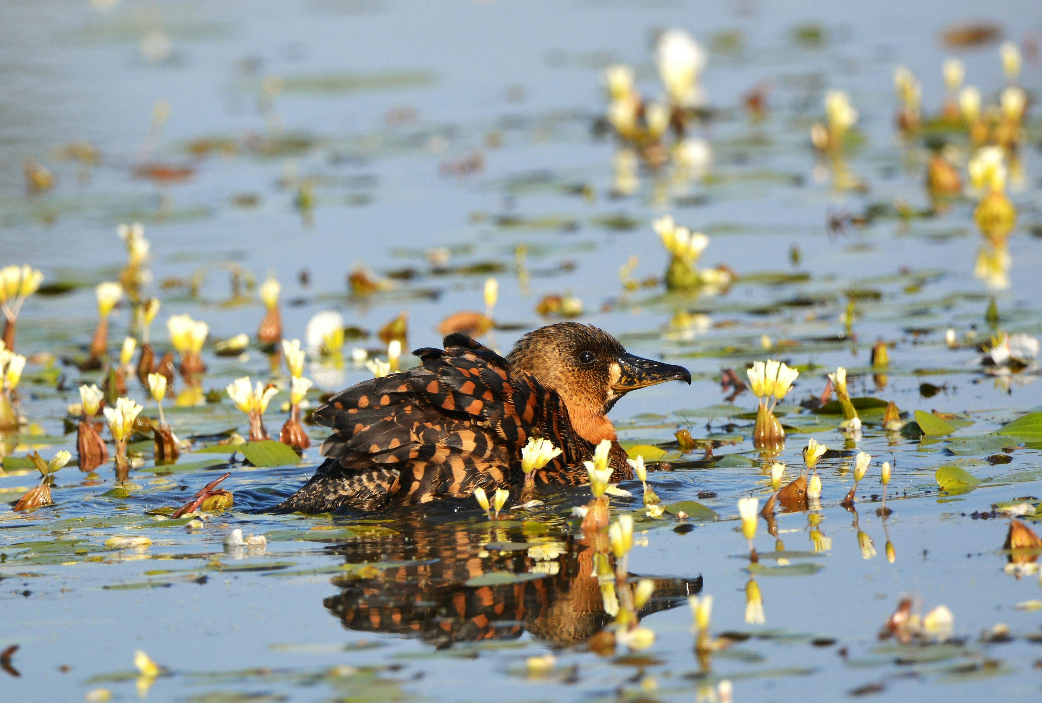 A yellow-billed duckling in a quiet water garden