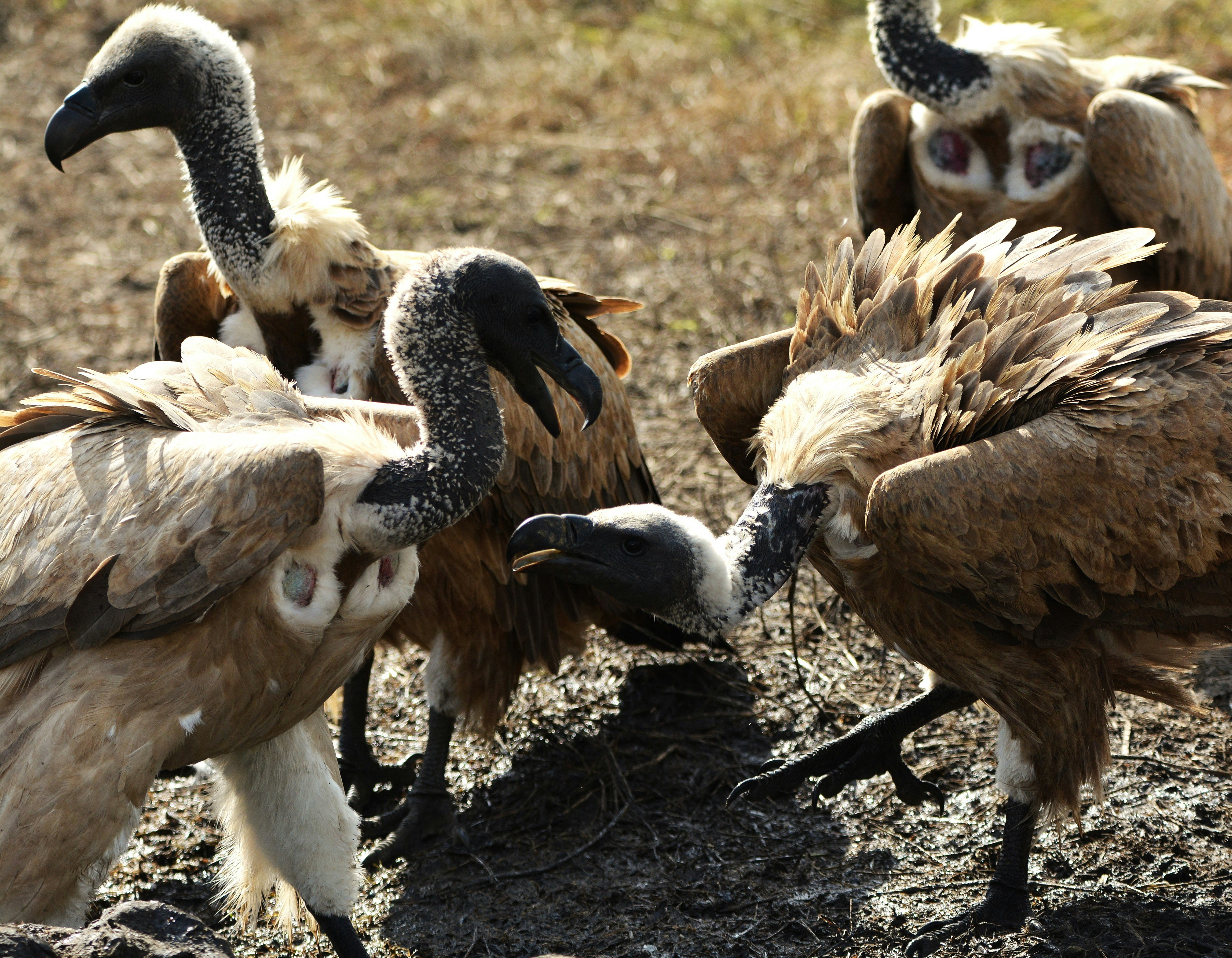 Dusty Vultures at Close Proximity