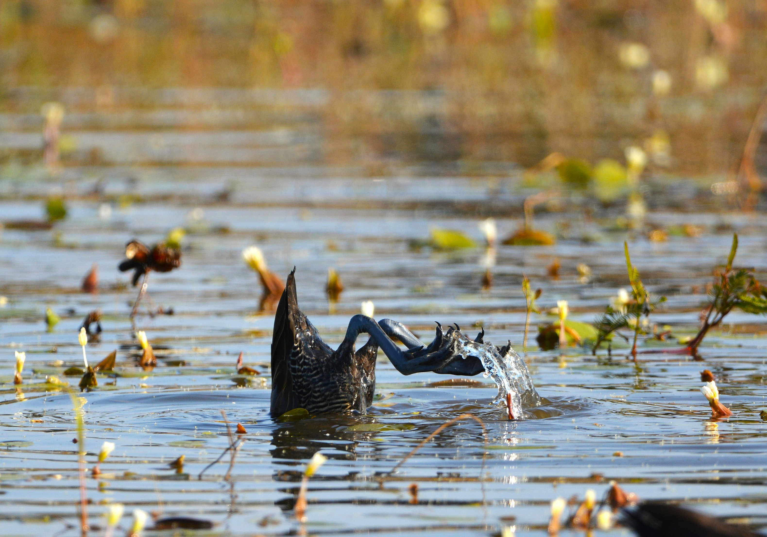Mid-Worestin Bloom: A Loon's Tumble in a Wetland