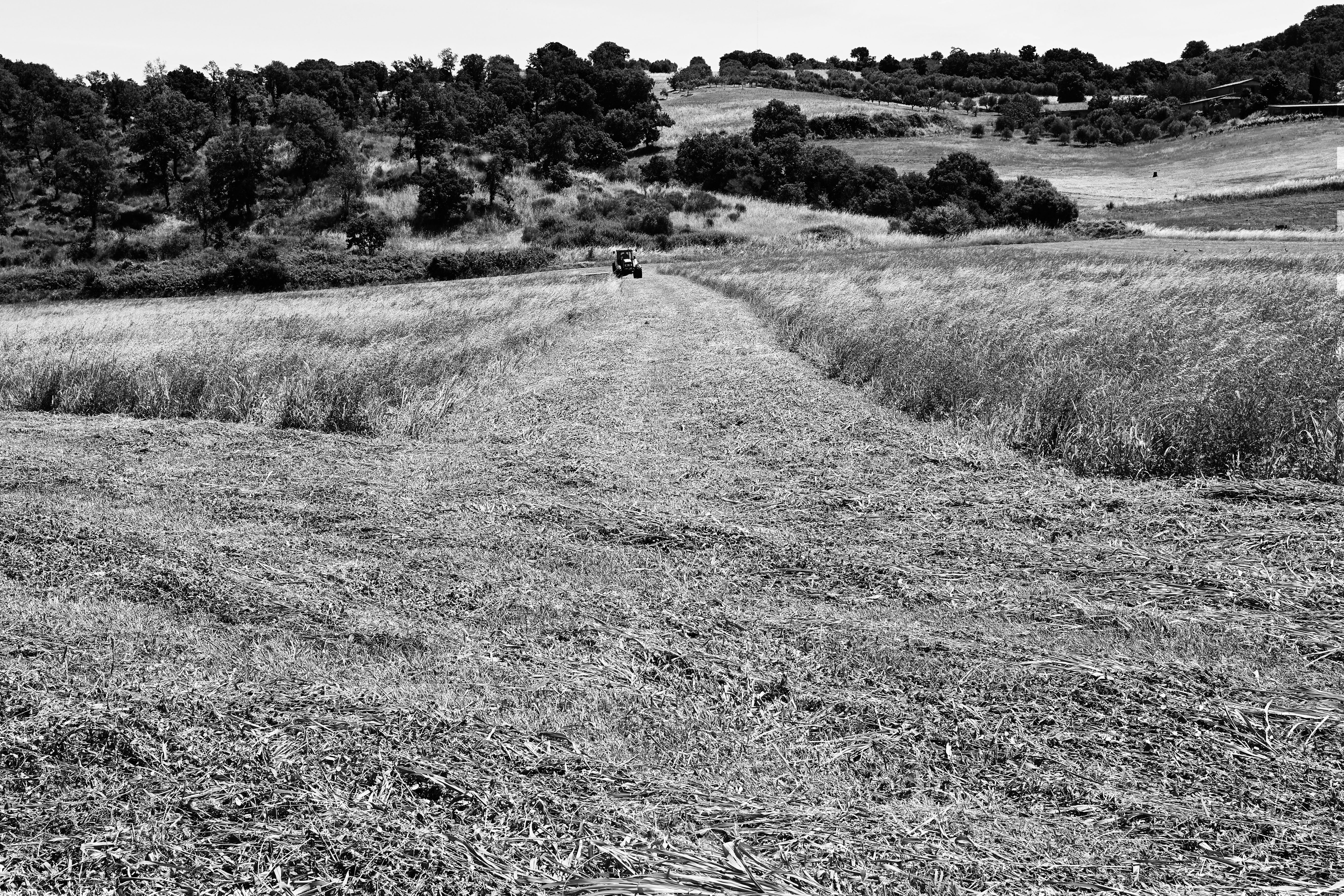 Dusty Path Through Rolling Bales: A Quiet Country Walk