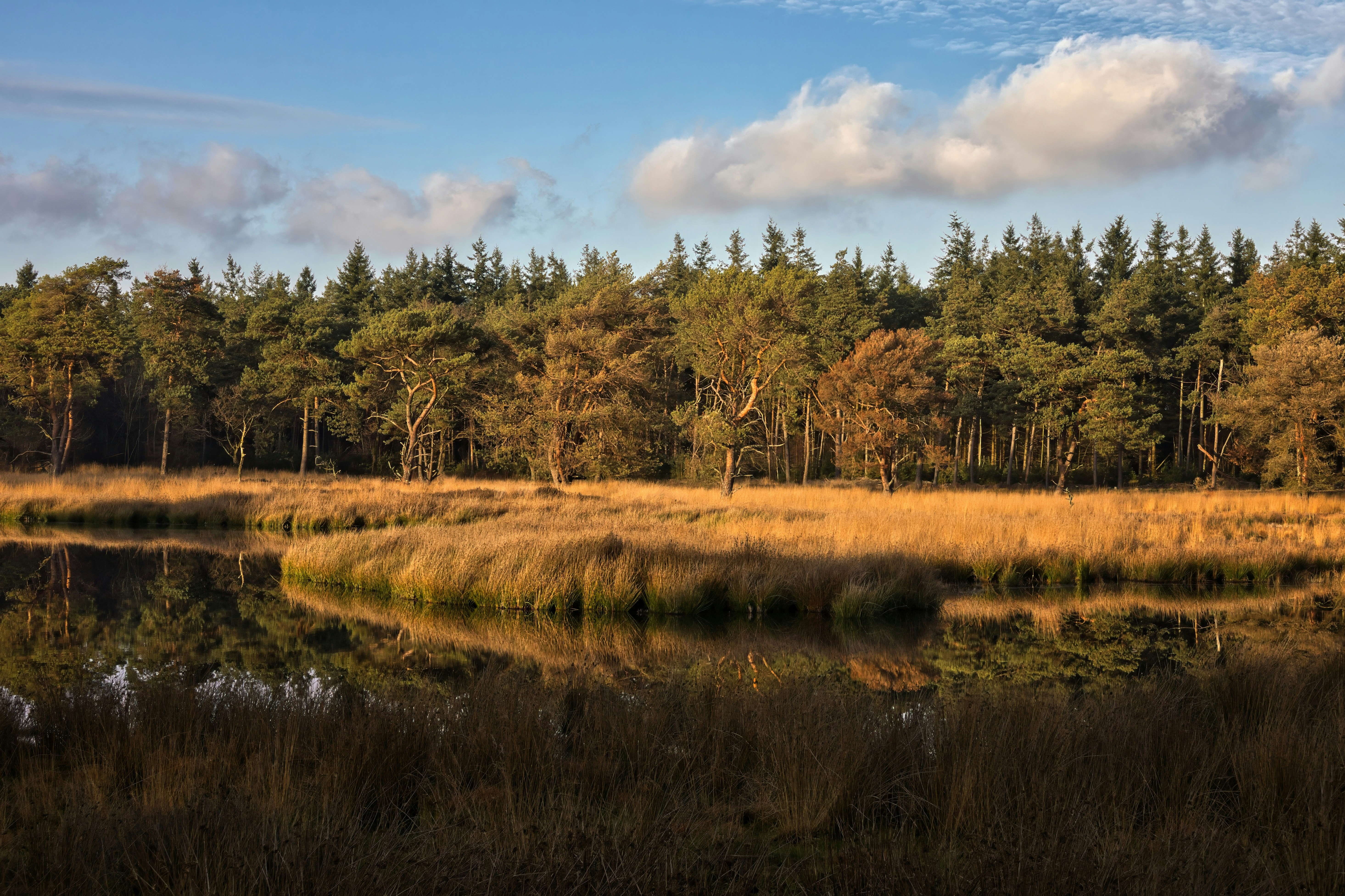Sunlit Marshline: Golden Grasses Framing a Quiet Forest