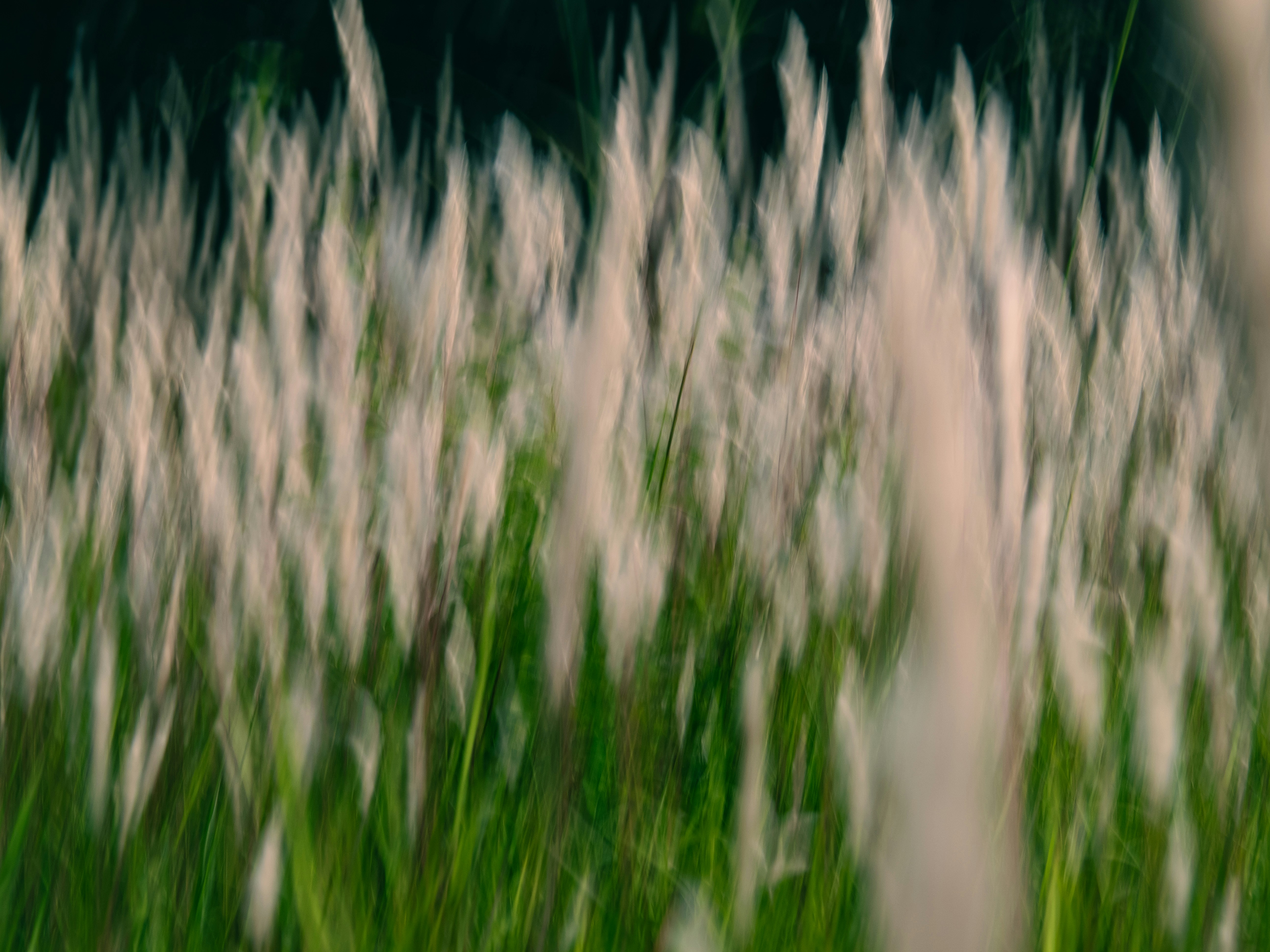 Whispers of Prairie Mist