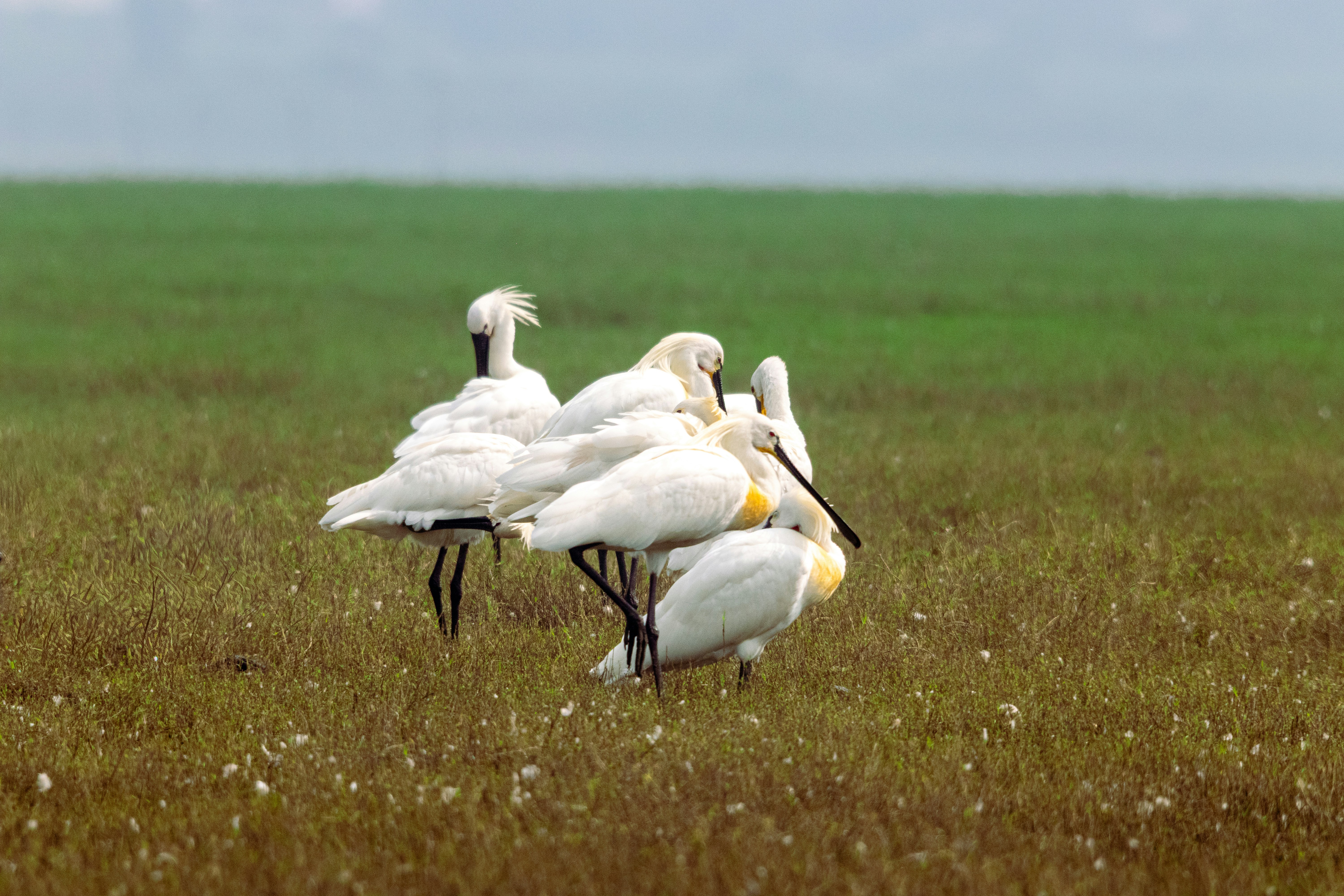 Group of white spoonbills resting in a vast grassy wetland with a soft horizon; the scene emphasizes their clustered posture amid a muted, expansive environment.
