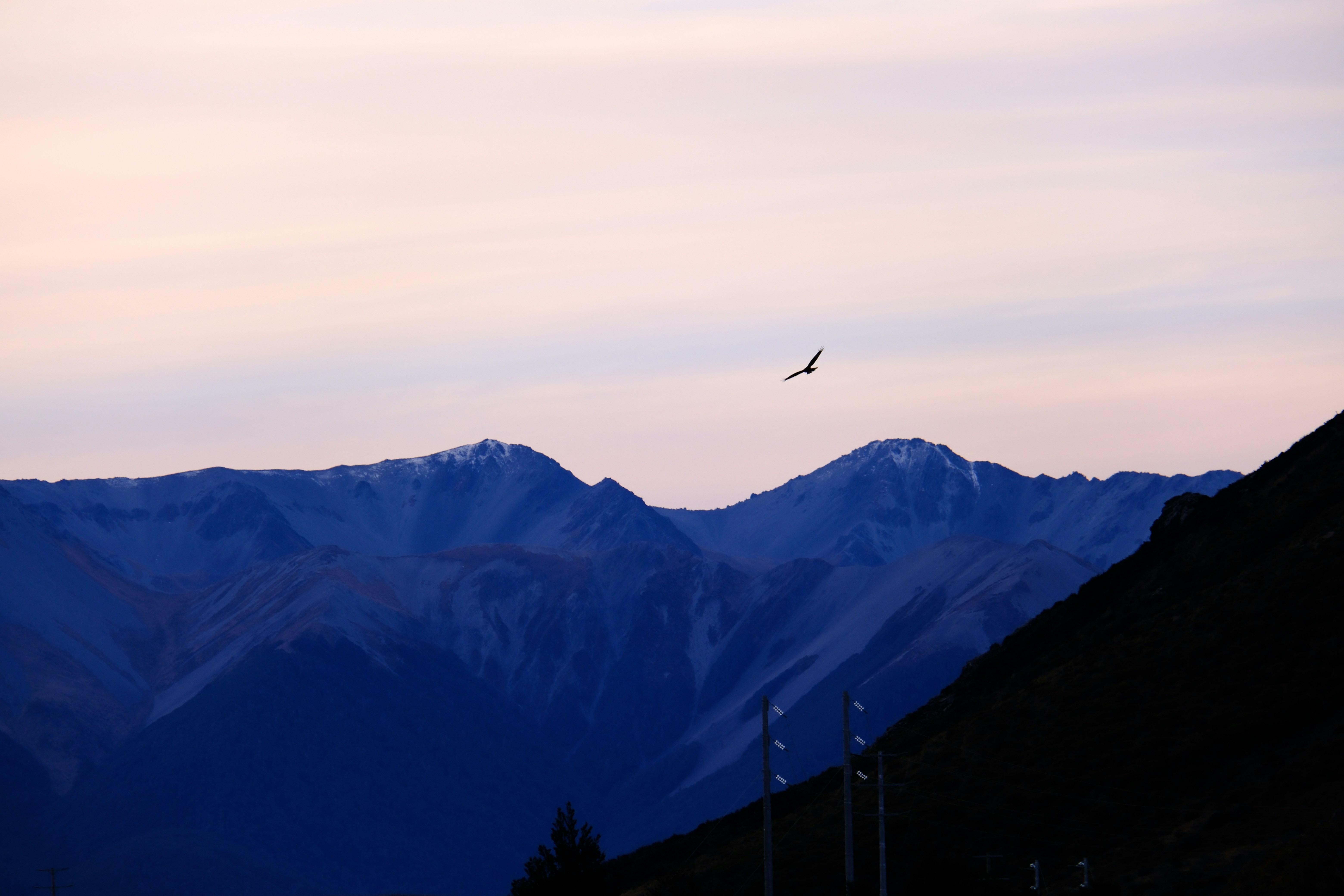 A Solitary Seagull Over Twilight Alpine Ridges