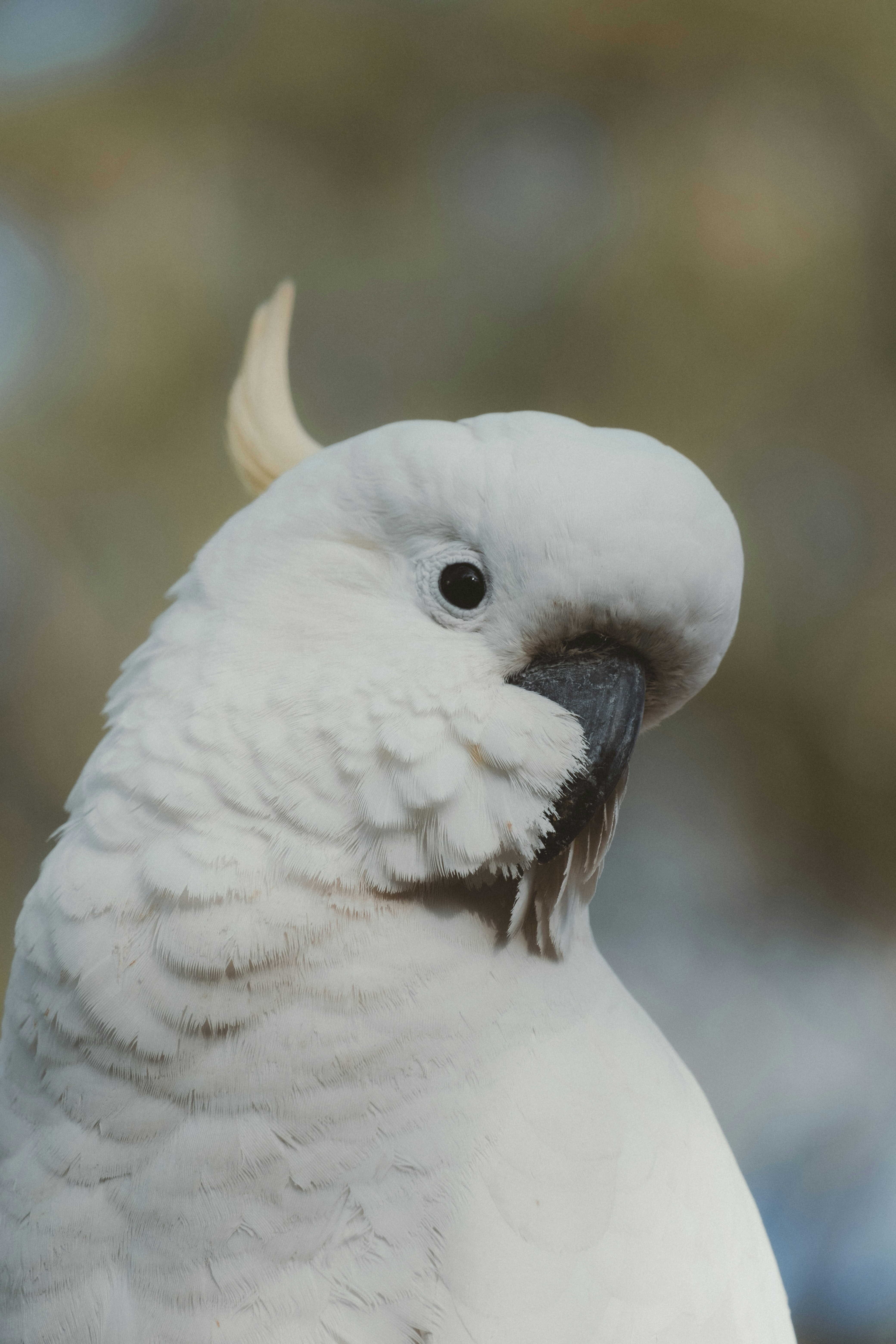 Close-up of a Curved-Feathered Sulphur-Crested Parrot in Soft Backdrop