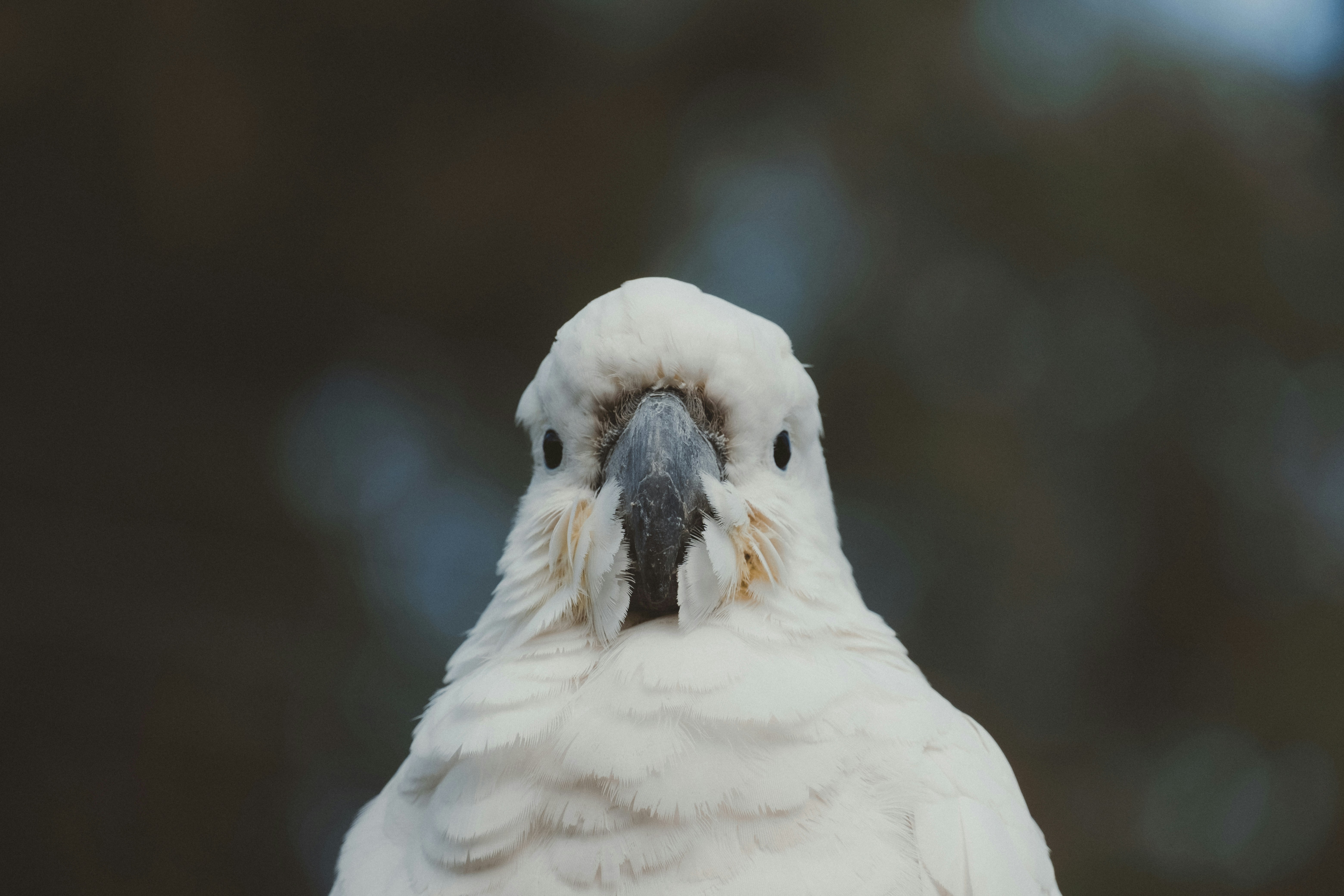 Close-up of a white cockatoo’s gaze against a blurred backdrop