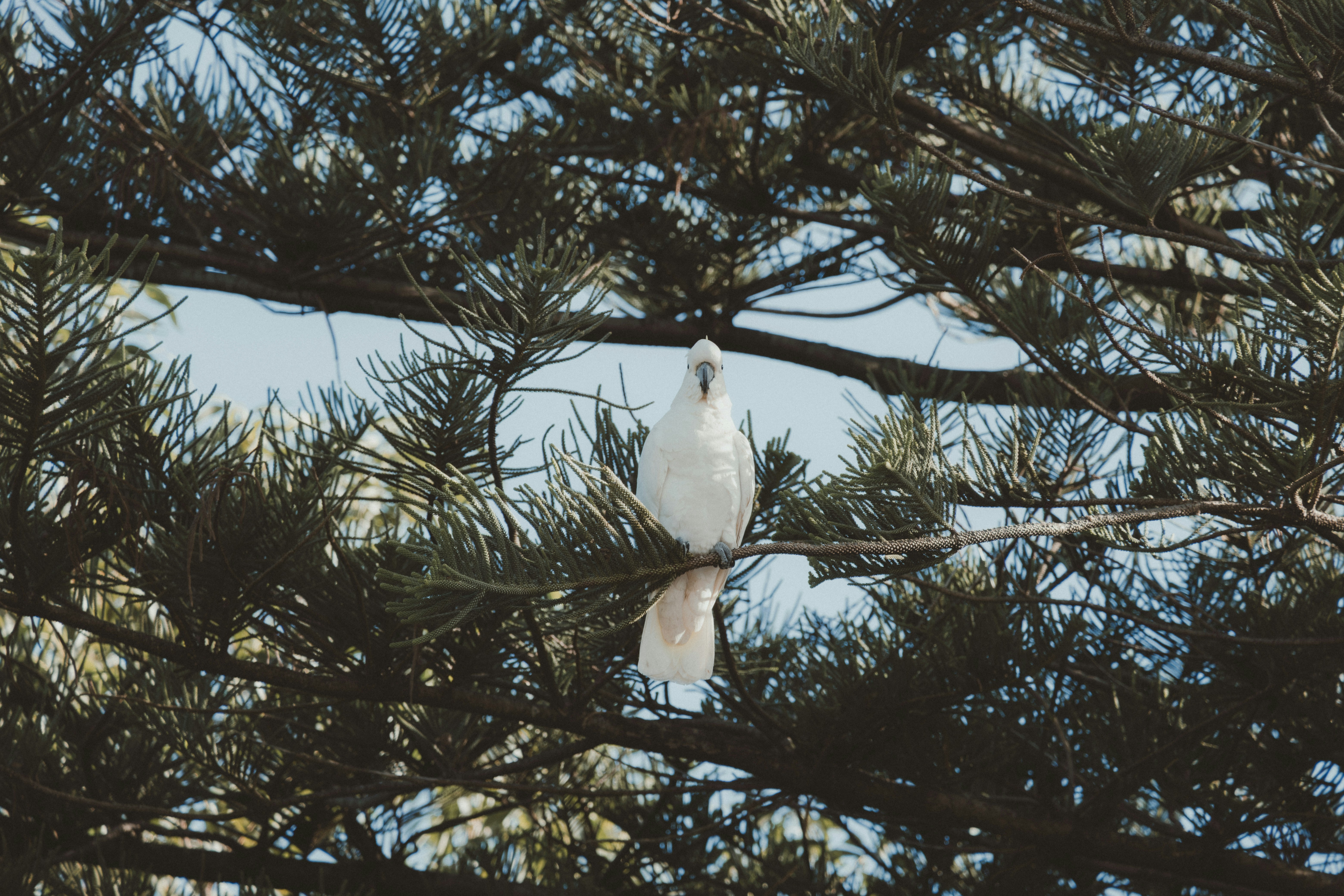 White Bird Amid Pine Boughs: A Quiet Perch in Dappled Light