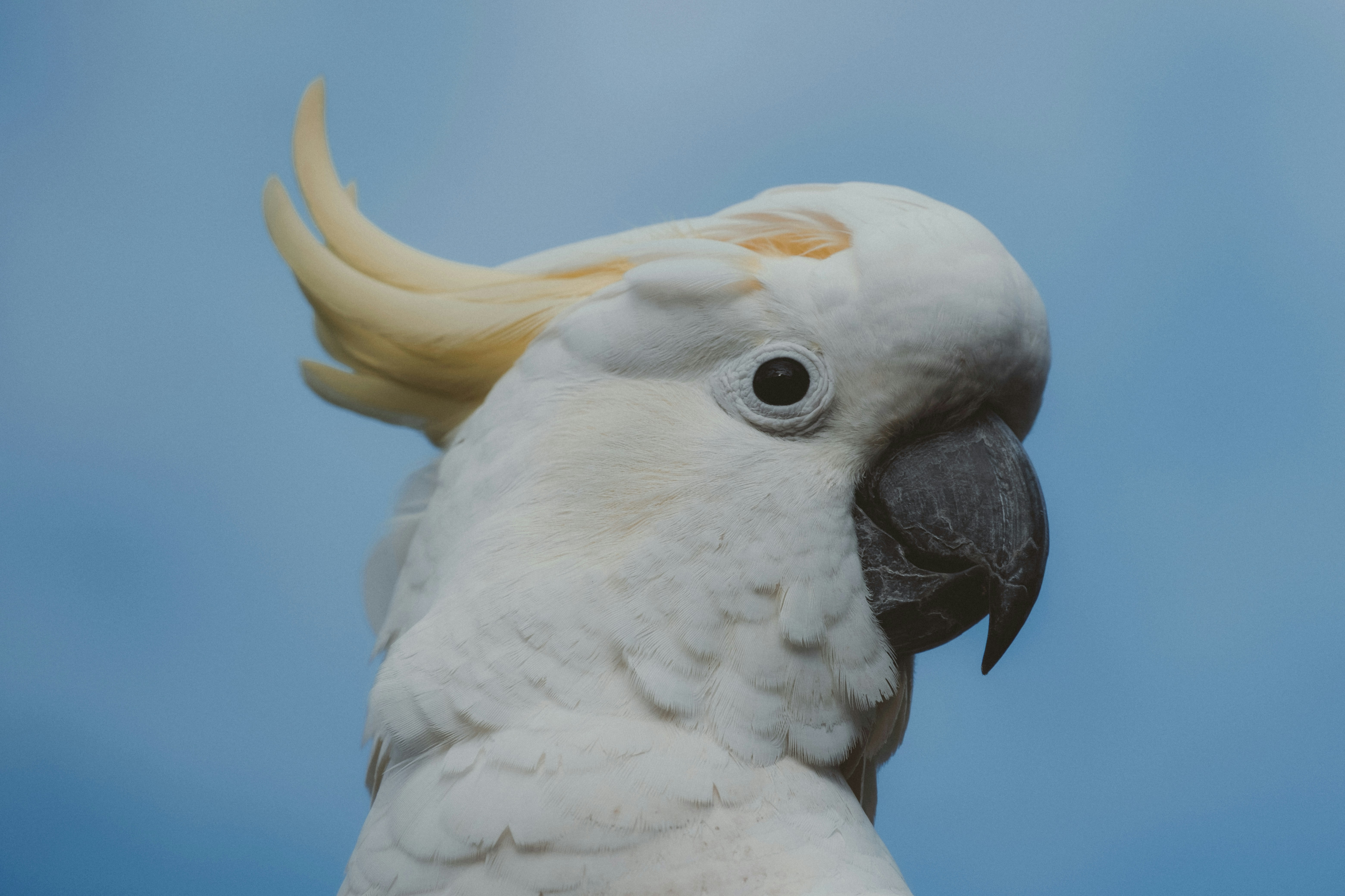 White Cockatoo Against a Softer Sky