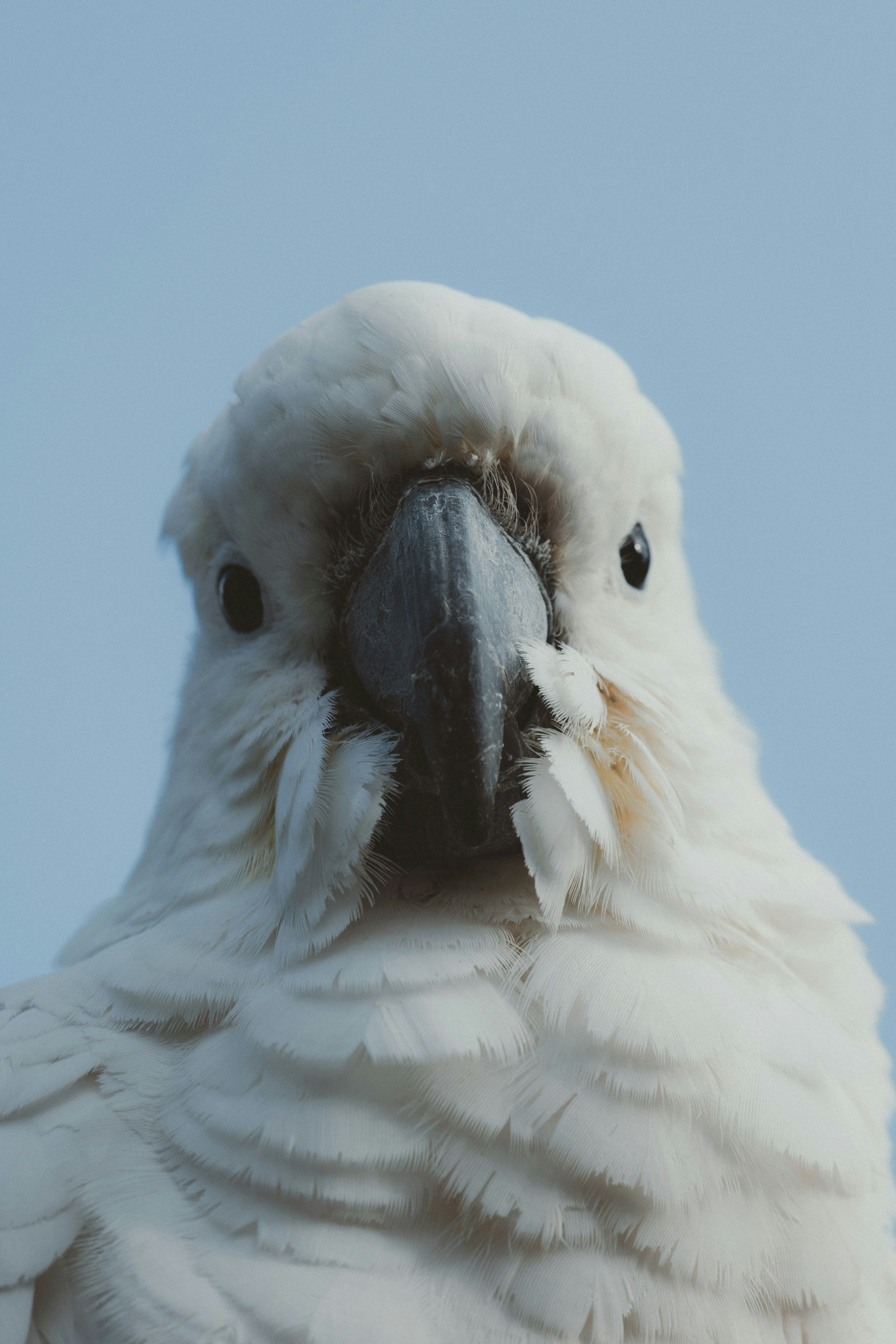 Close-Up of a White Cockatoo's Curious Gaze