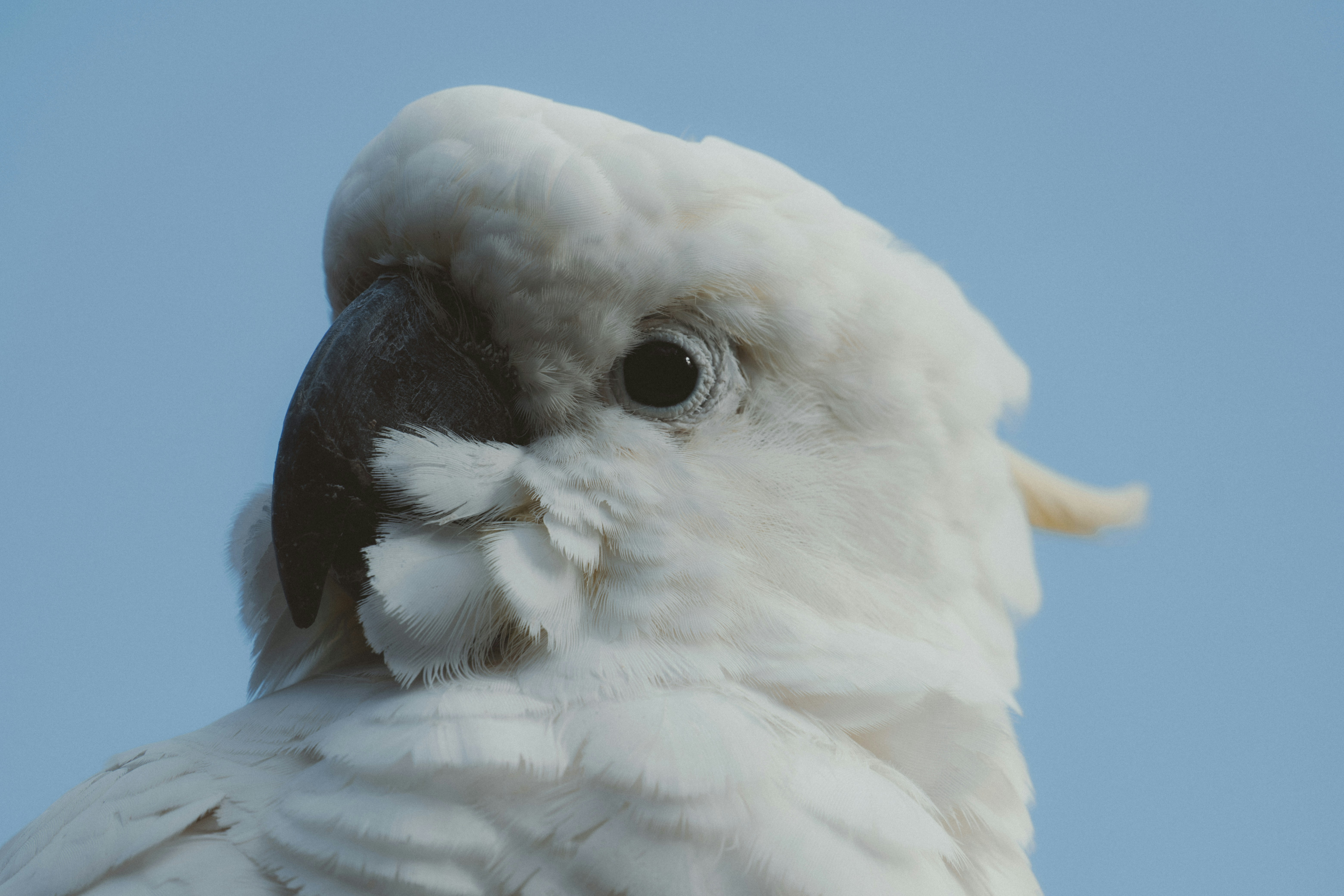 Close-Up of a White Cockatoo Against a Clear Blue Sky