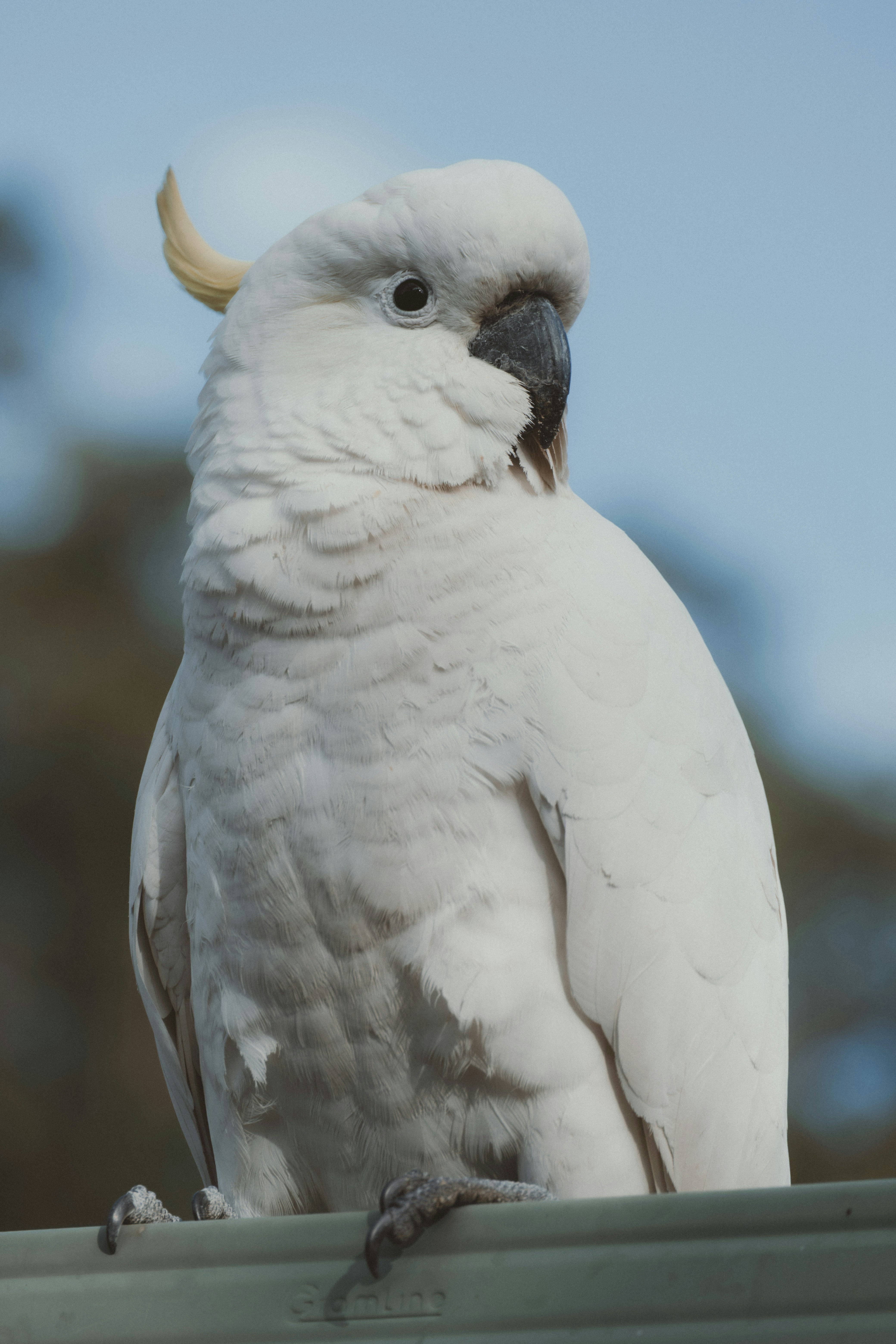 Pose on the Perch: A Curious White Cockatoo Scanning the Horizon