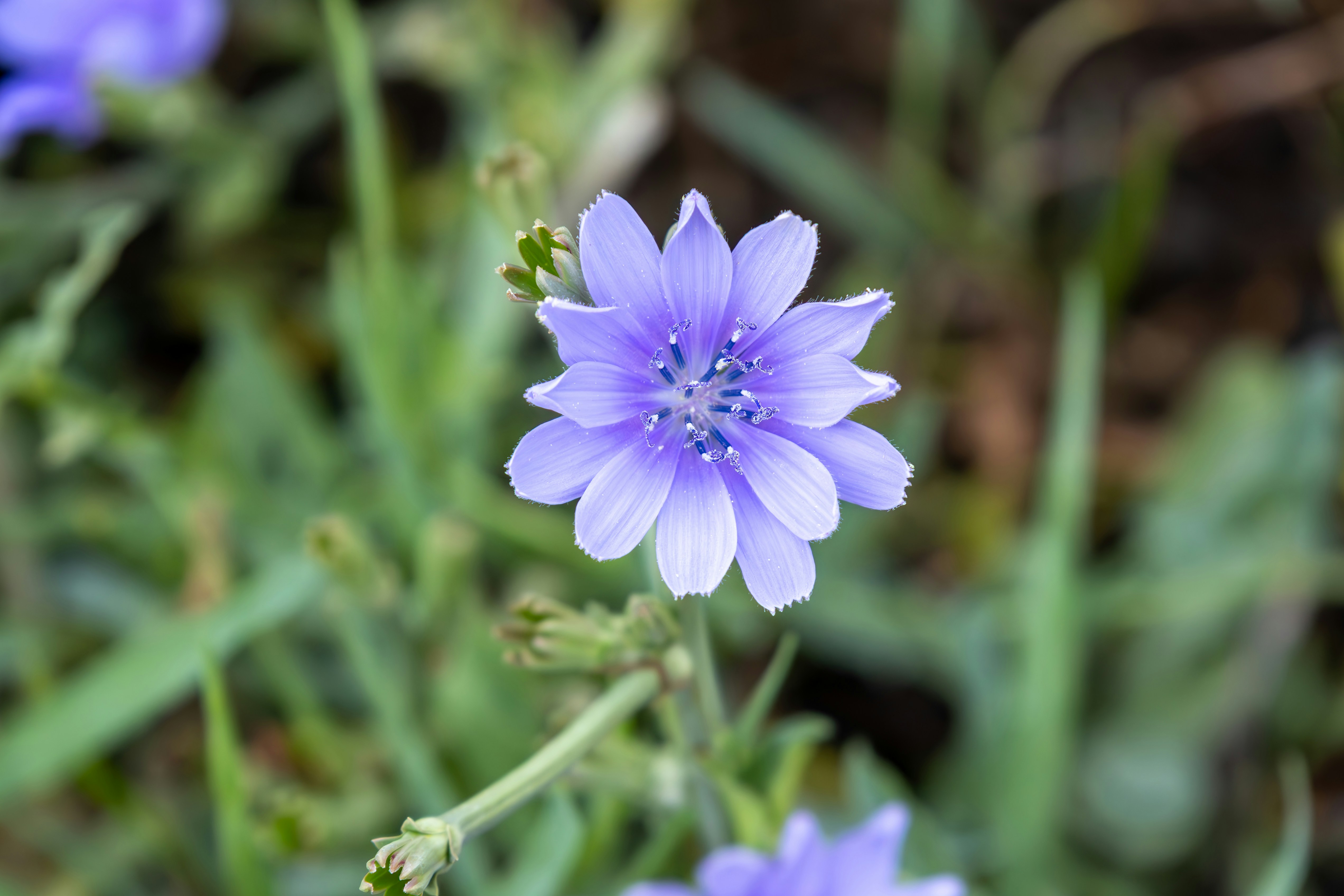 Lavender Bloom Centered: A Single Violet Flower in Calm Garden Quiet
