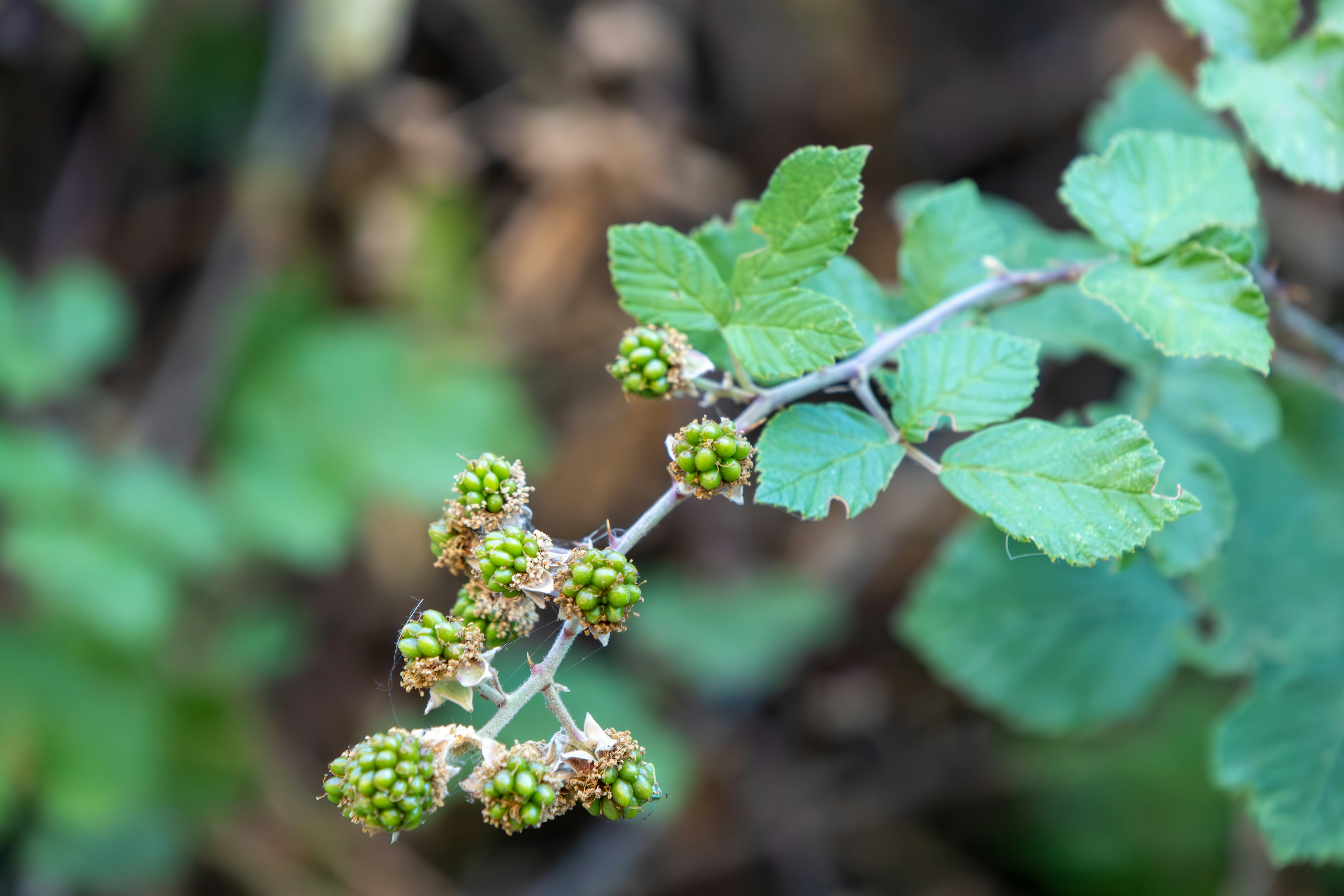 Emerald Berries on a Quiet Branch