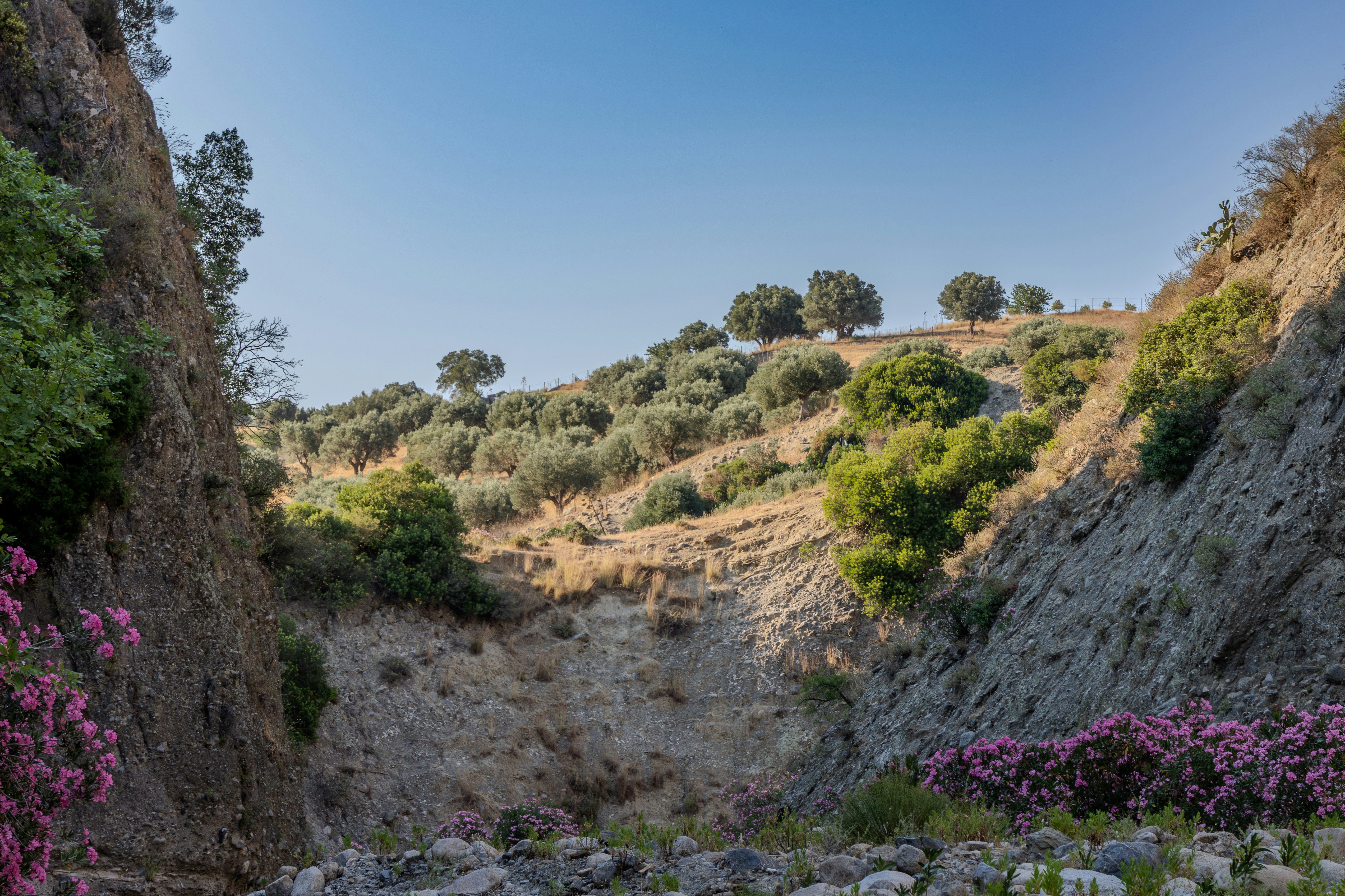Sunlit canyon with rocky slope and wildflowers framing a distant hillside; foreground rocks and pink blooms provide color contrast.