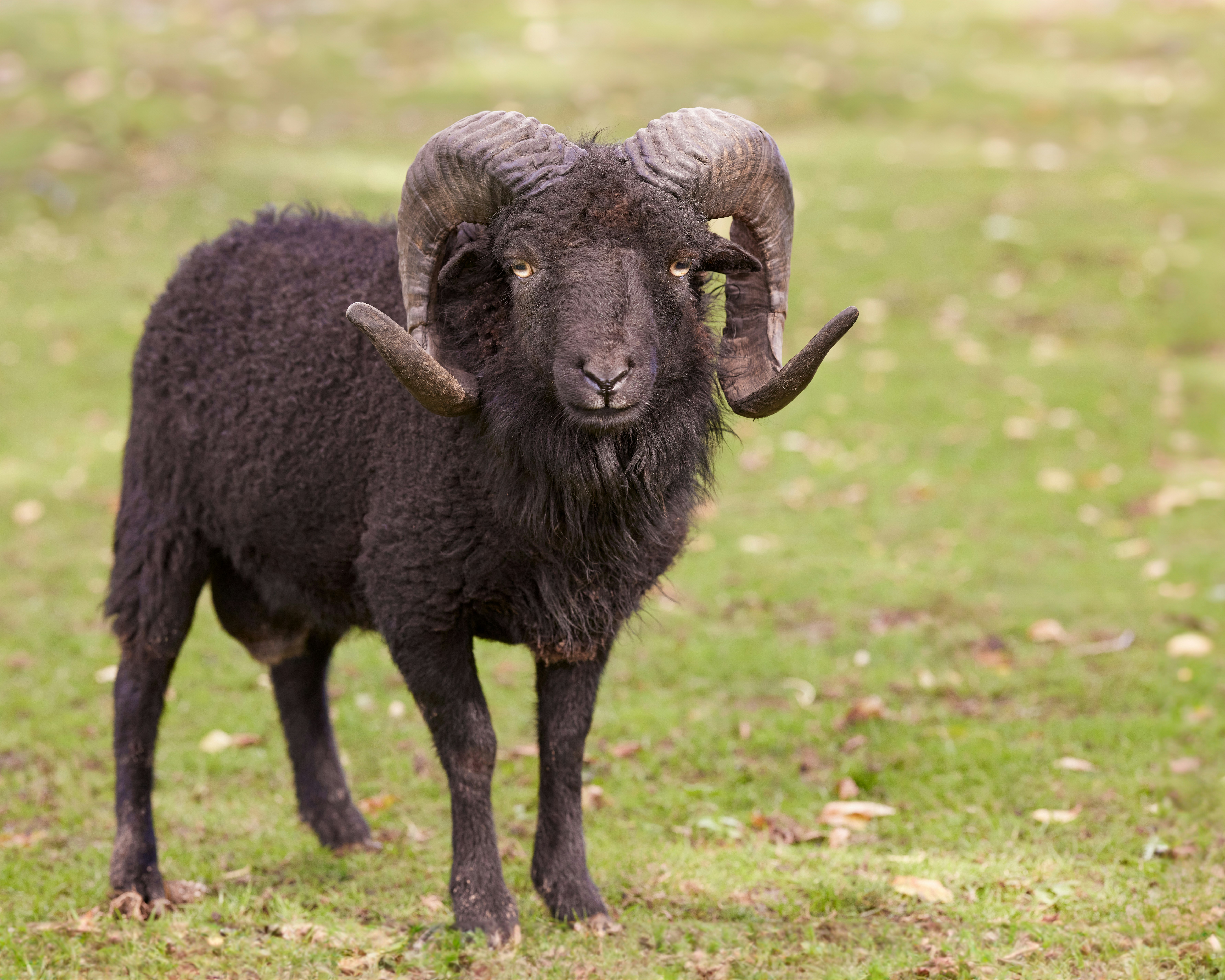 Rams of the Morning Field: A Curious Stare