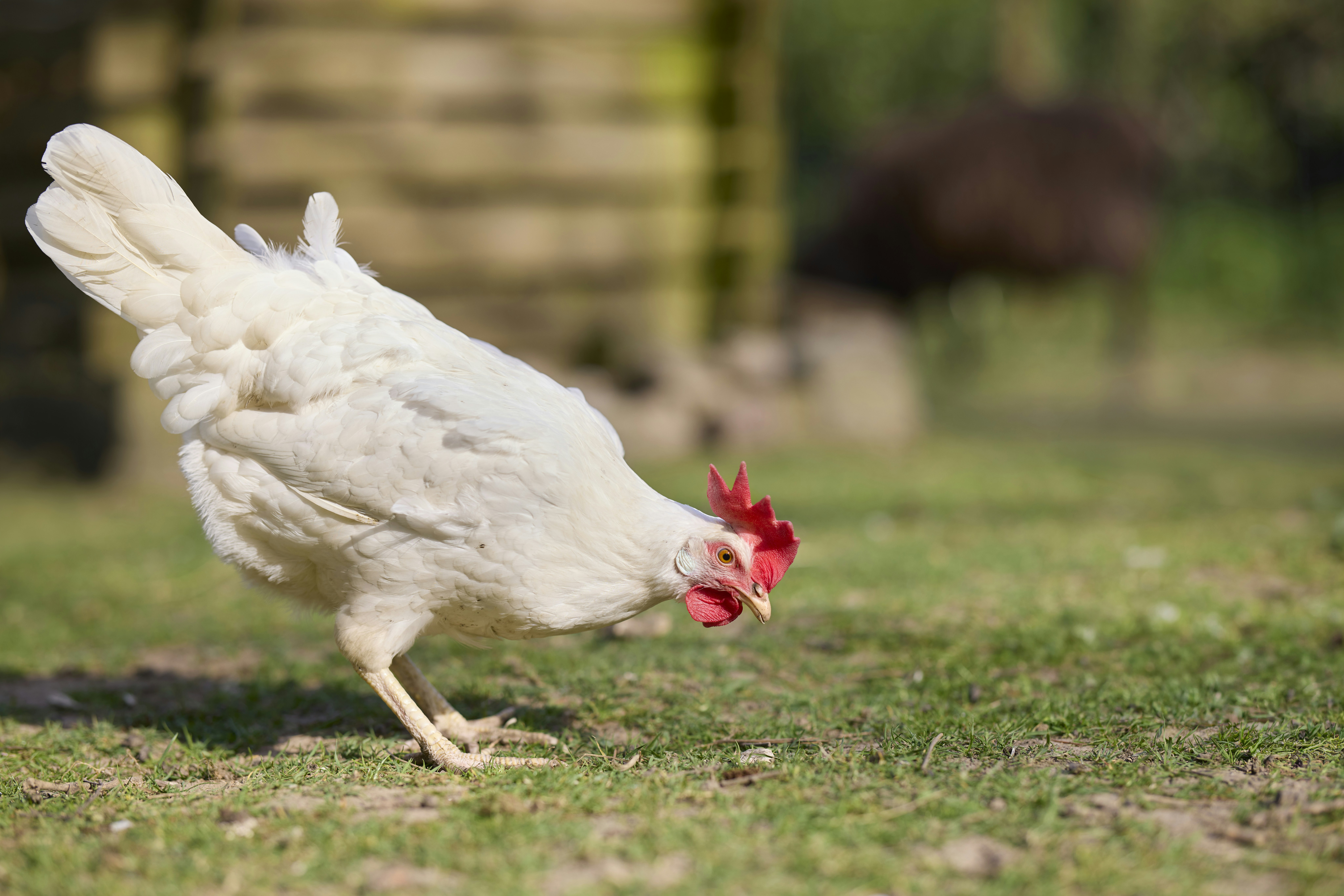 Emerging from the Grass: A White Hen Delivers a Quick Strike
