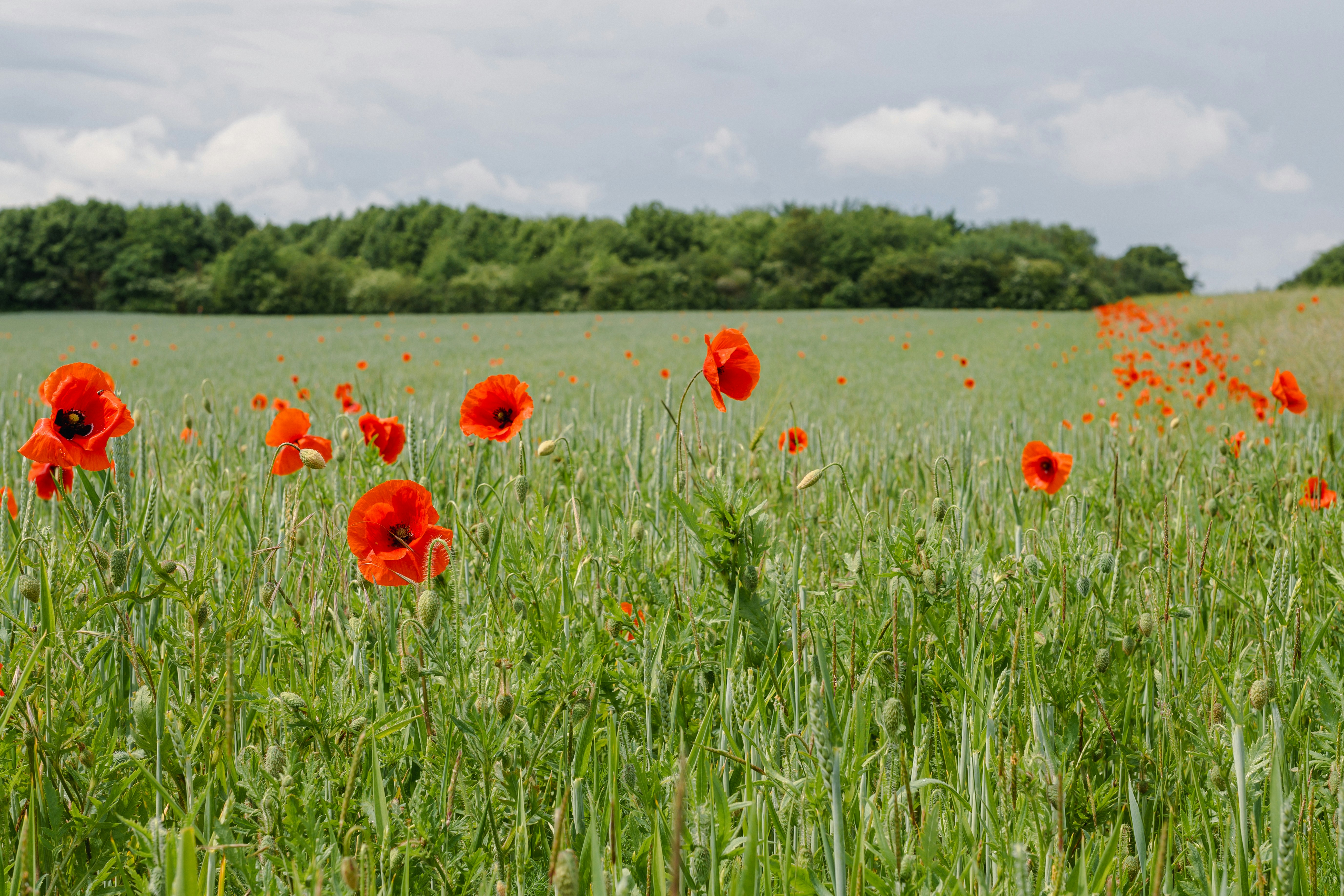 Scarlet Applause: Red Poppies in a Golden Meadow