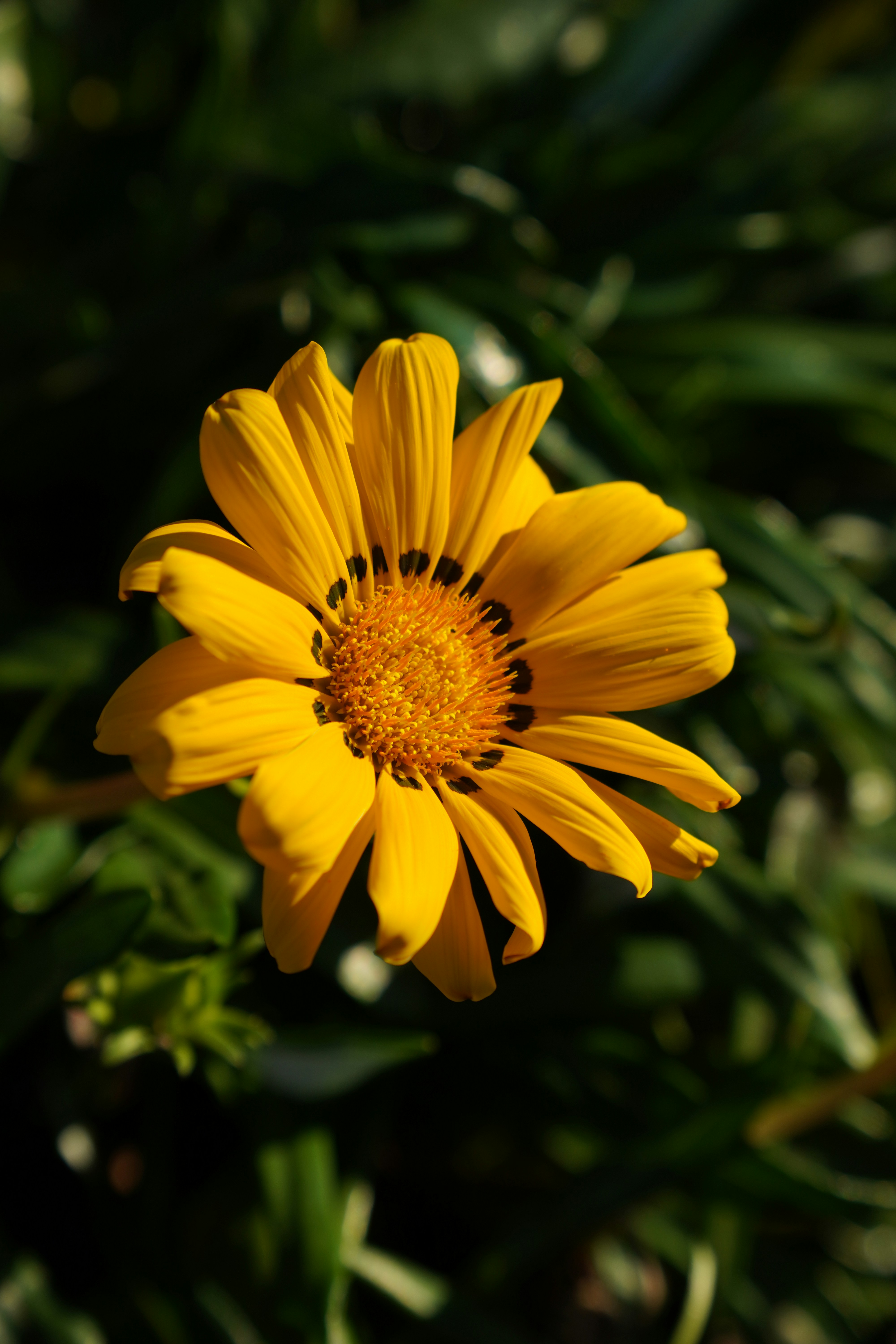 A single yellow flower with a dark patterned center.