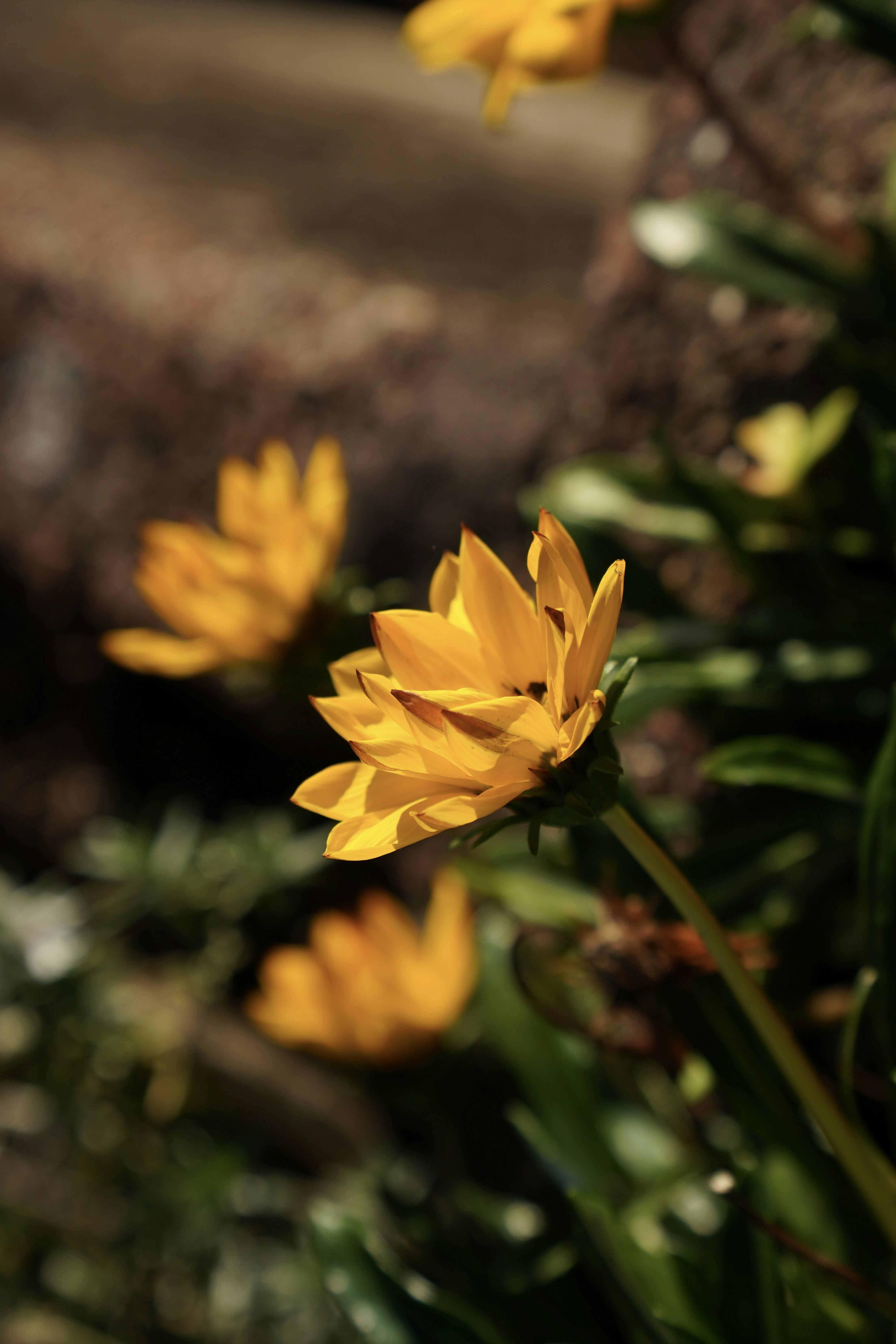 Golden bloom in soft focus: a sunlit foreground flower rises from a blurred garden