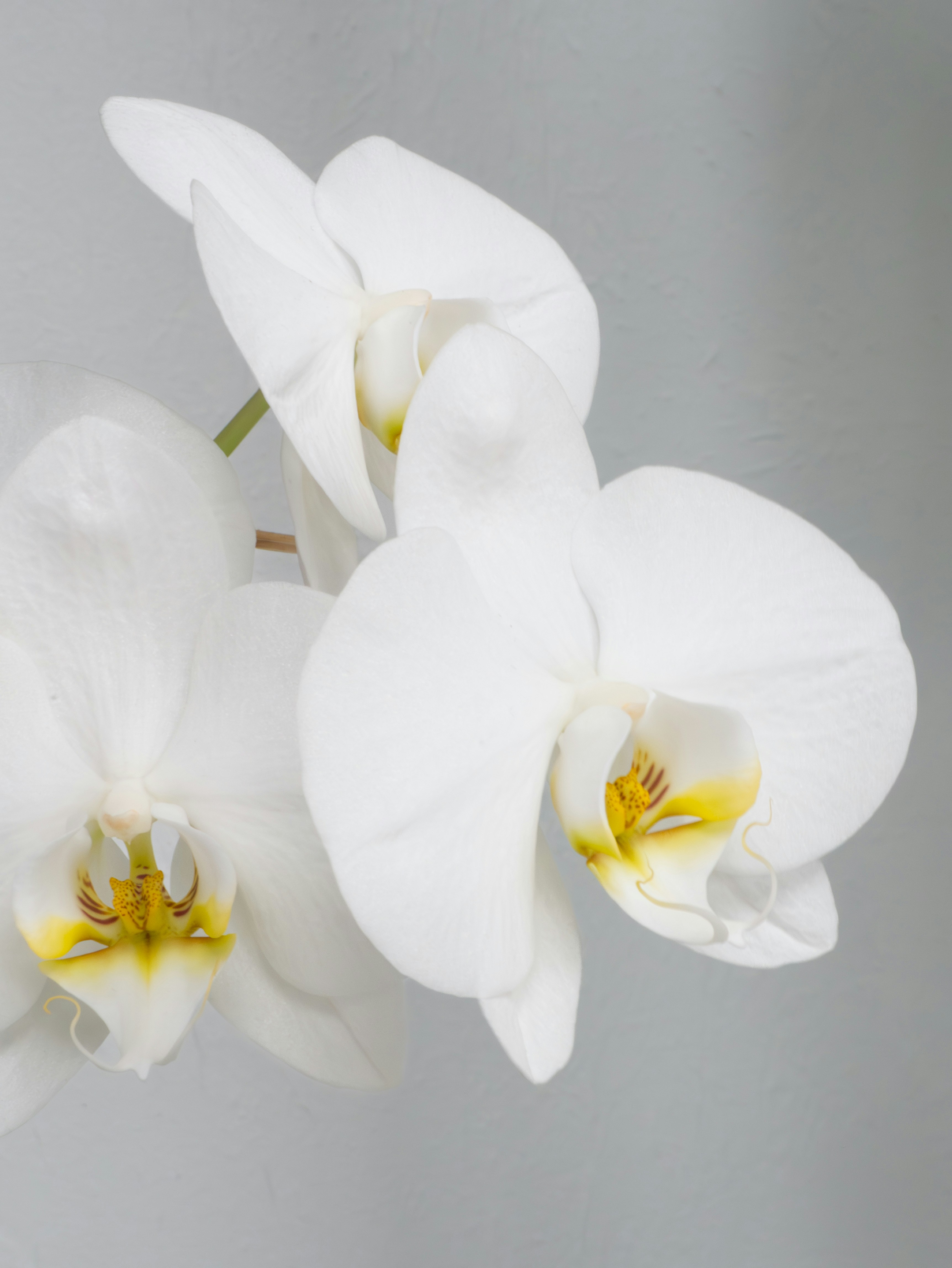 Quiet Bloom: A Trio of White Orchids Against a Subtle Grey