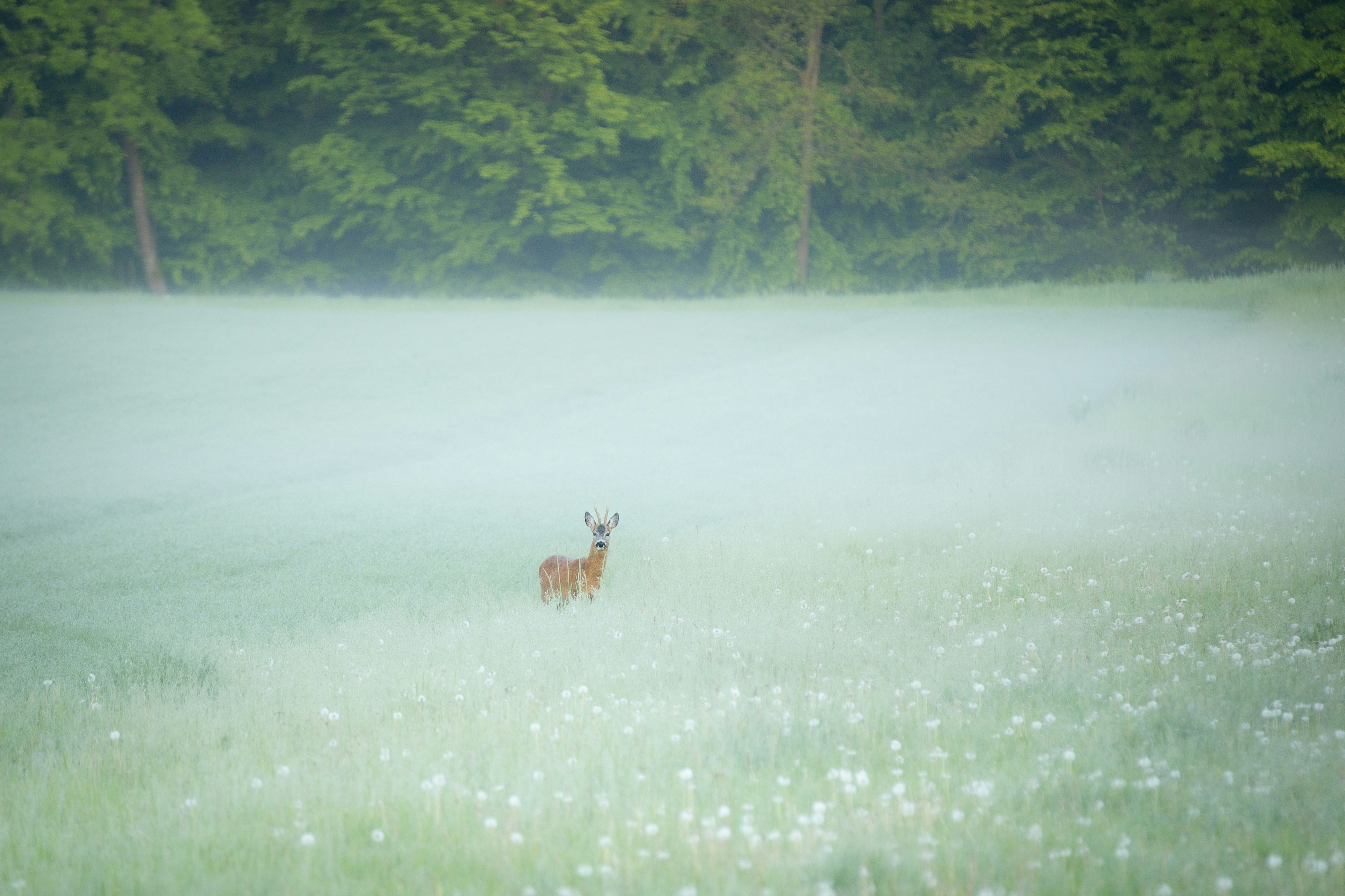 Mist-Quiet Meadow Sentinel