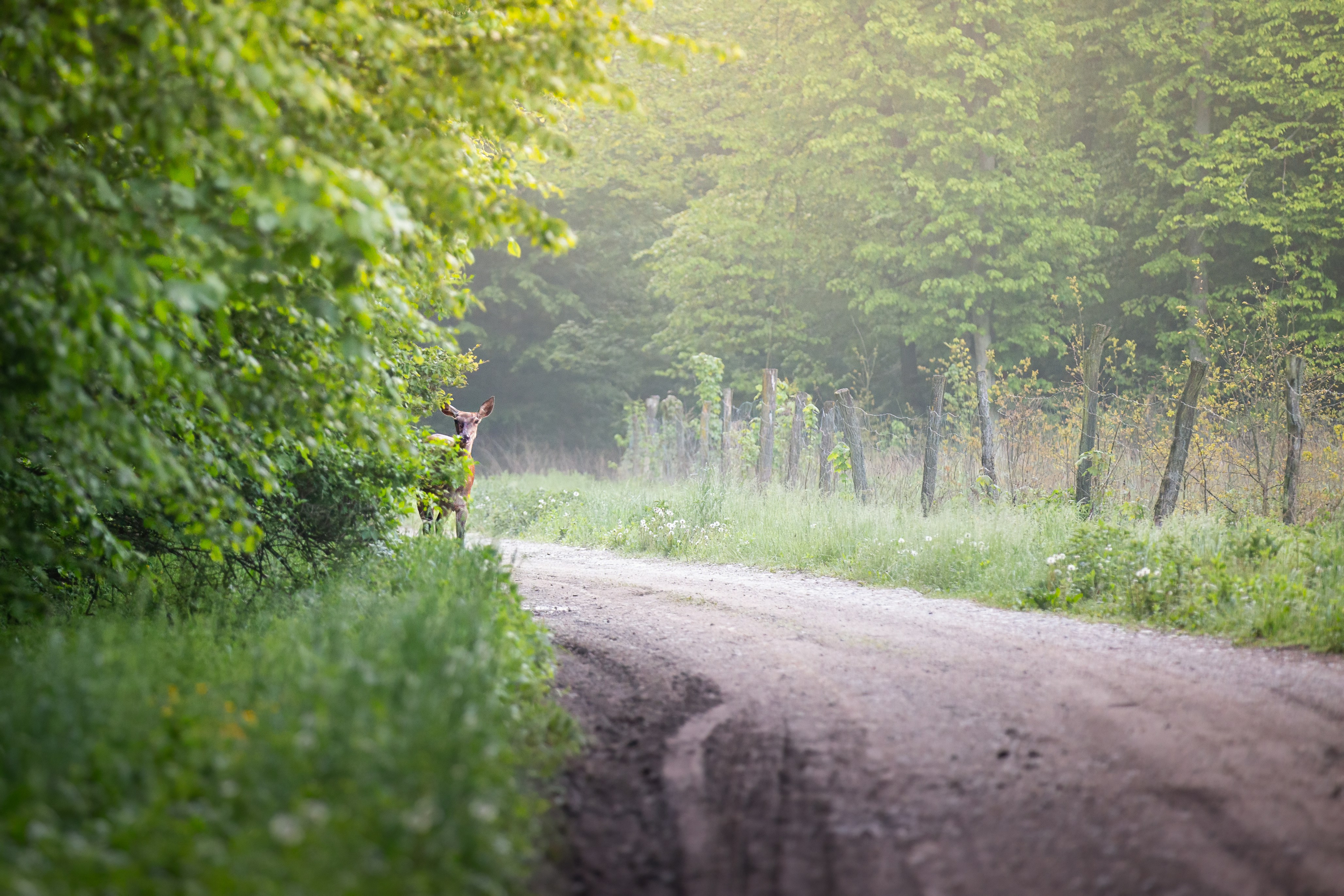 Deer Peek on the Forest Road