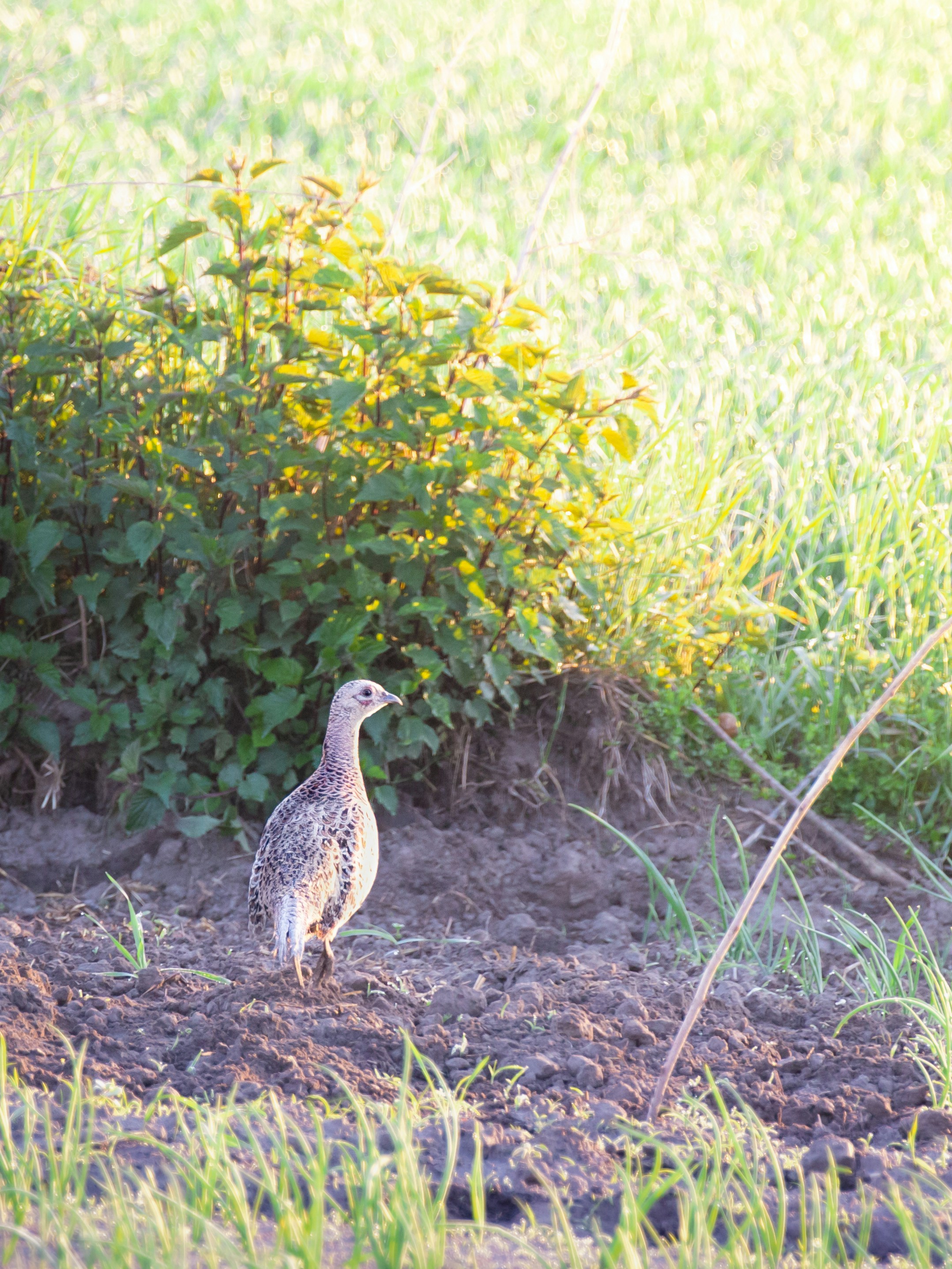 A lone quail stands on tilled soil beside a sunny hedge, with green field creating a soft backdrop.