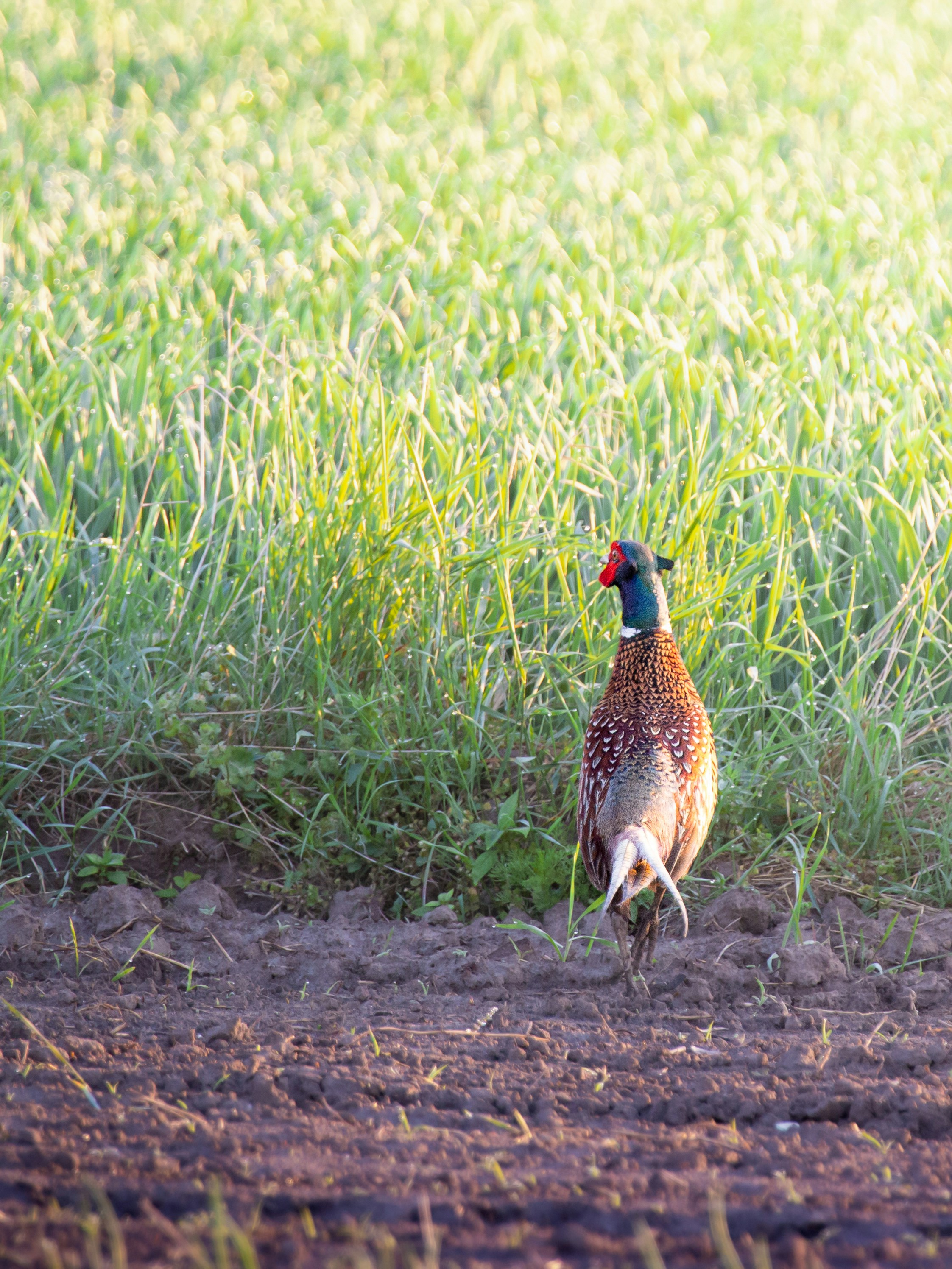 Red Grouse in Sunlit Field: A Quiet Spotlight on the Bird