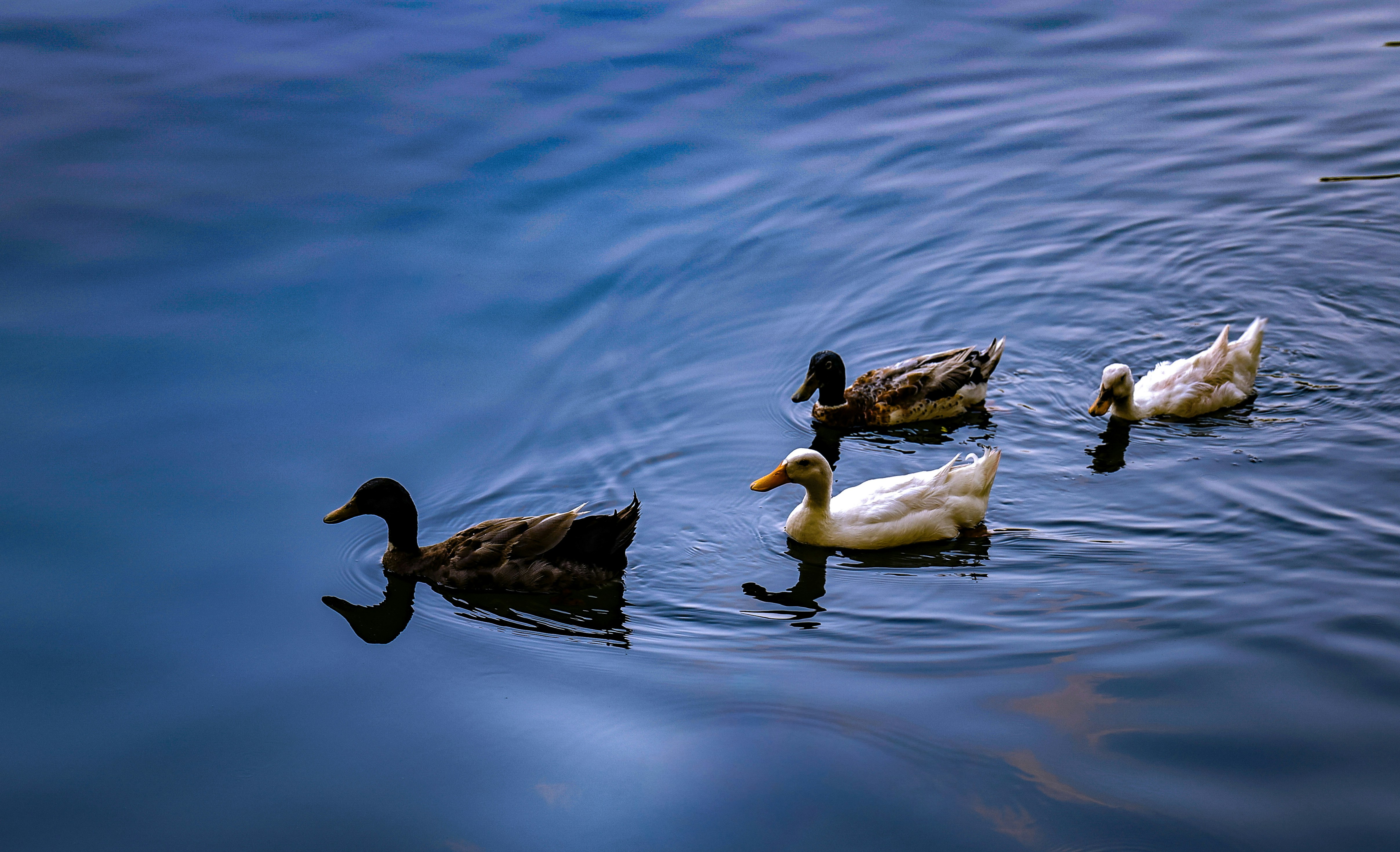 Four ducks glide in calm blue water, creating gentle ripples as they move in a loose line.