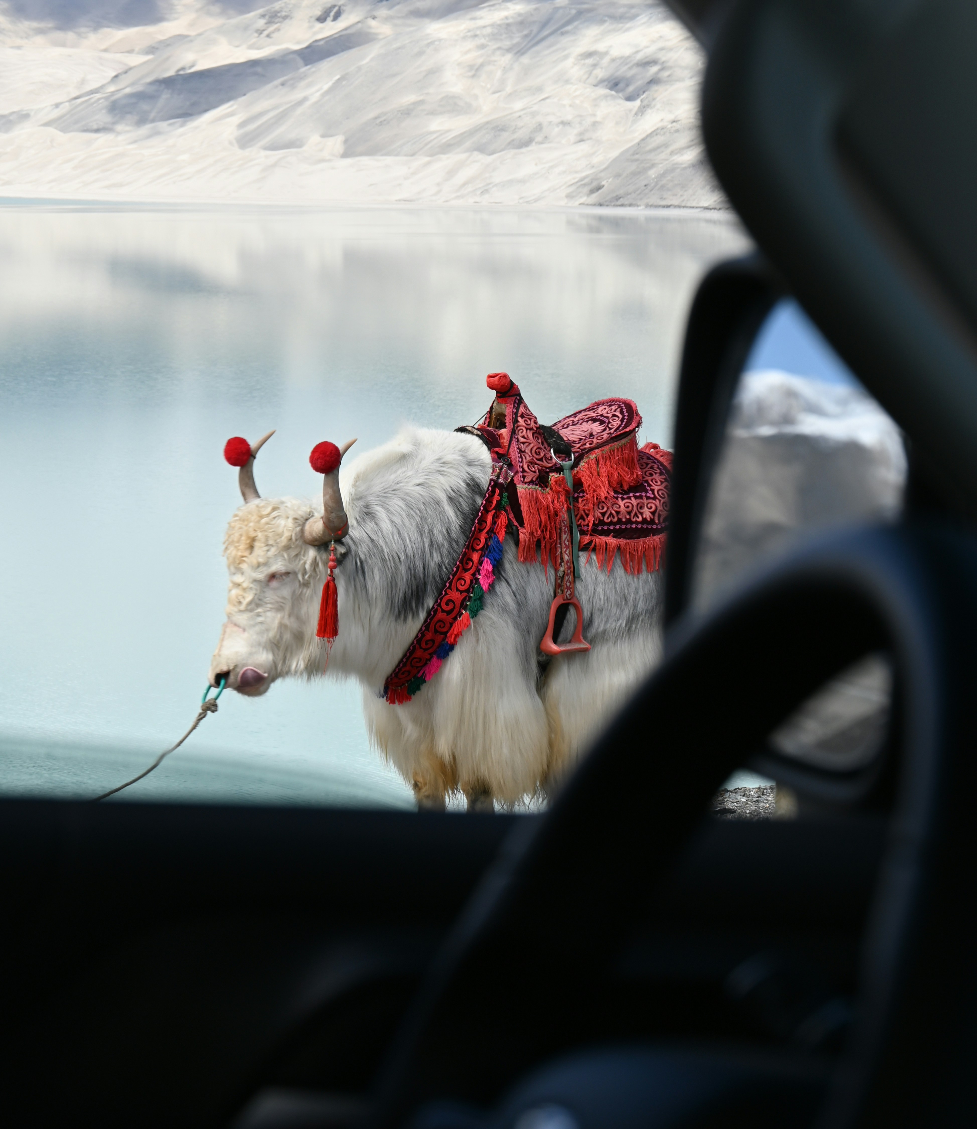 Red-Cheeked Yak by the Snow-Capped Shore, Framed from a Car Window