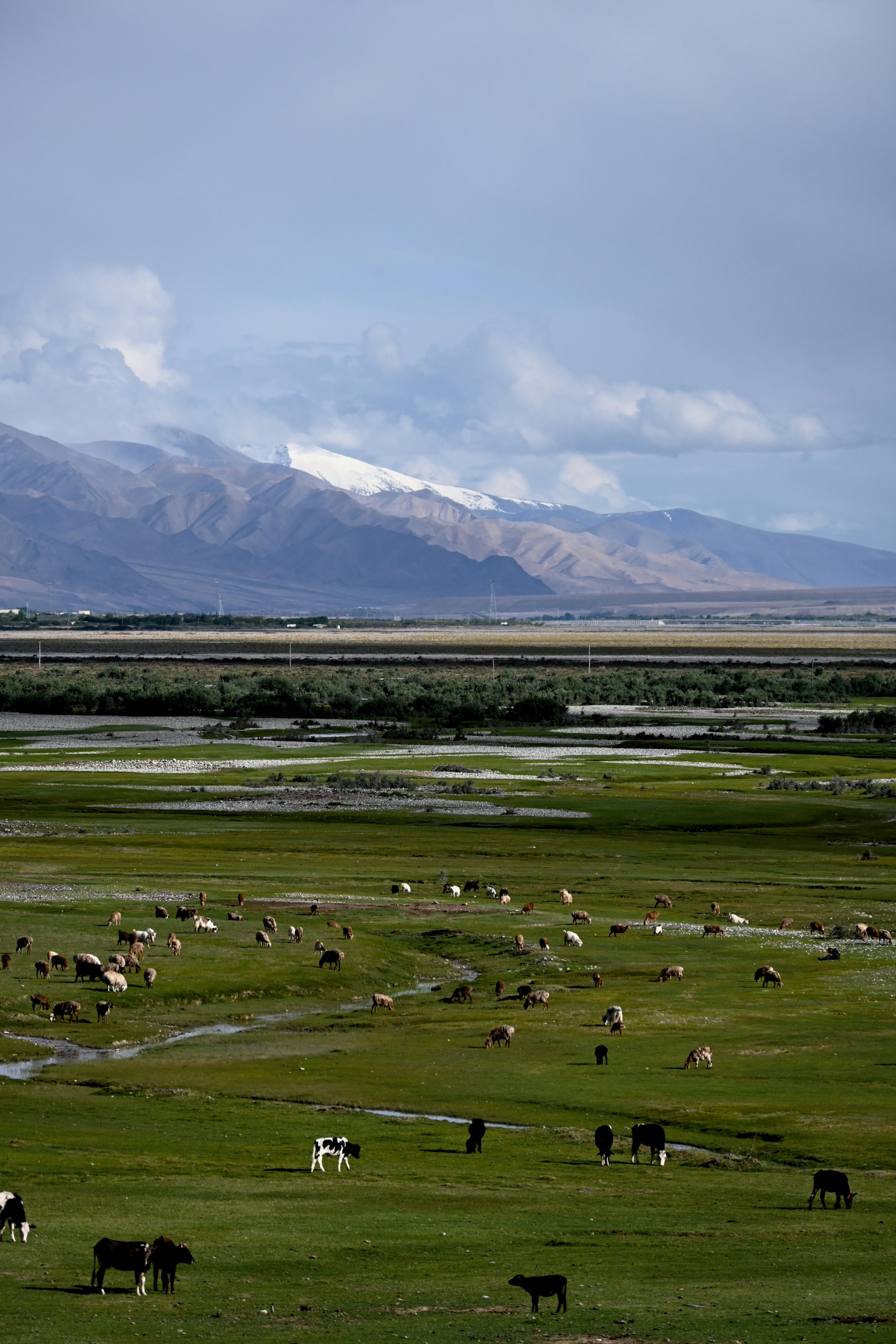 Cattle Grasslands with Snow-capped Ridge Under Expansive Sky