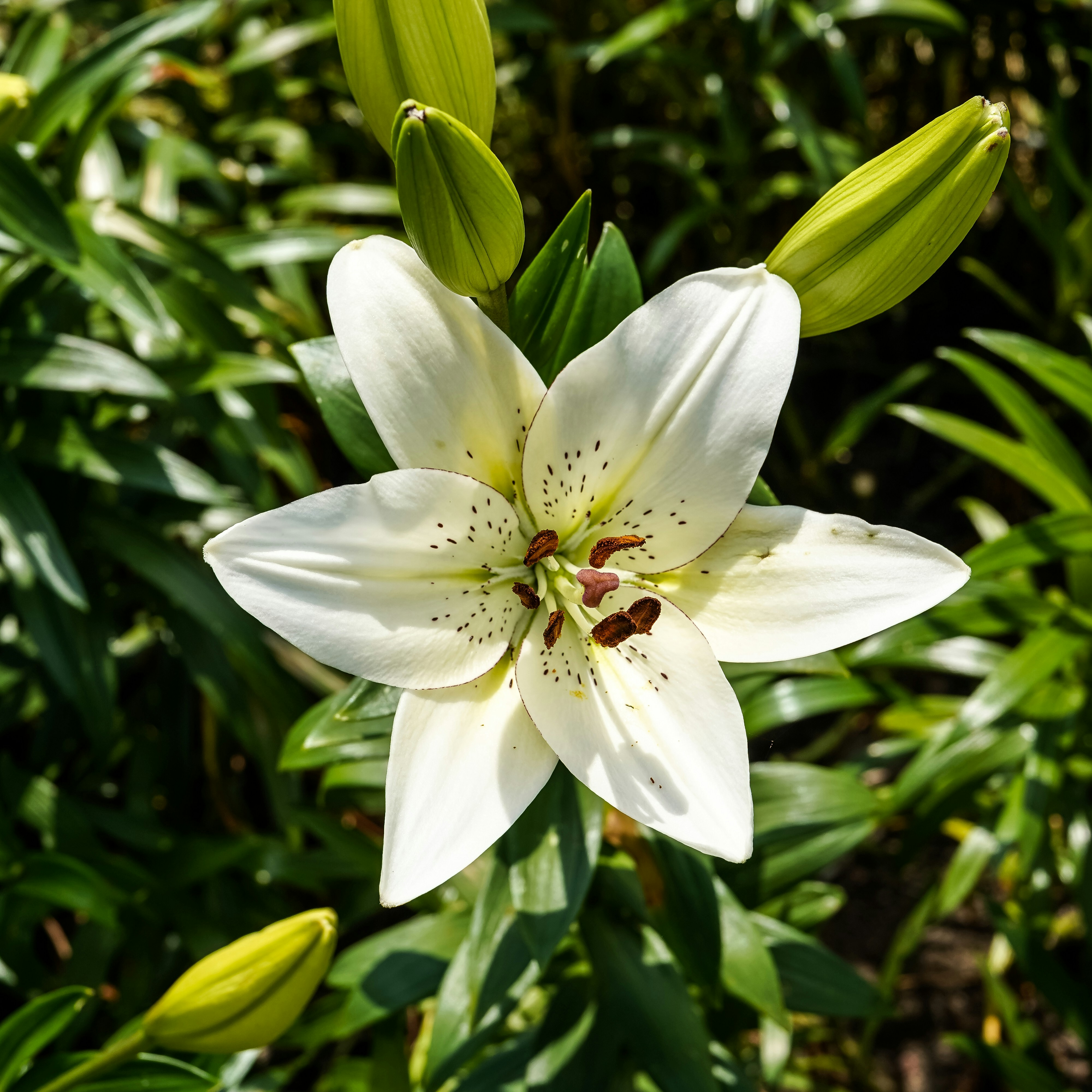 White lily in full bloom amid green garden foliage