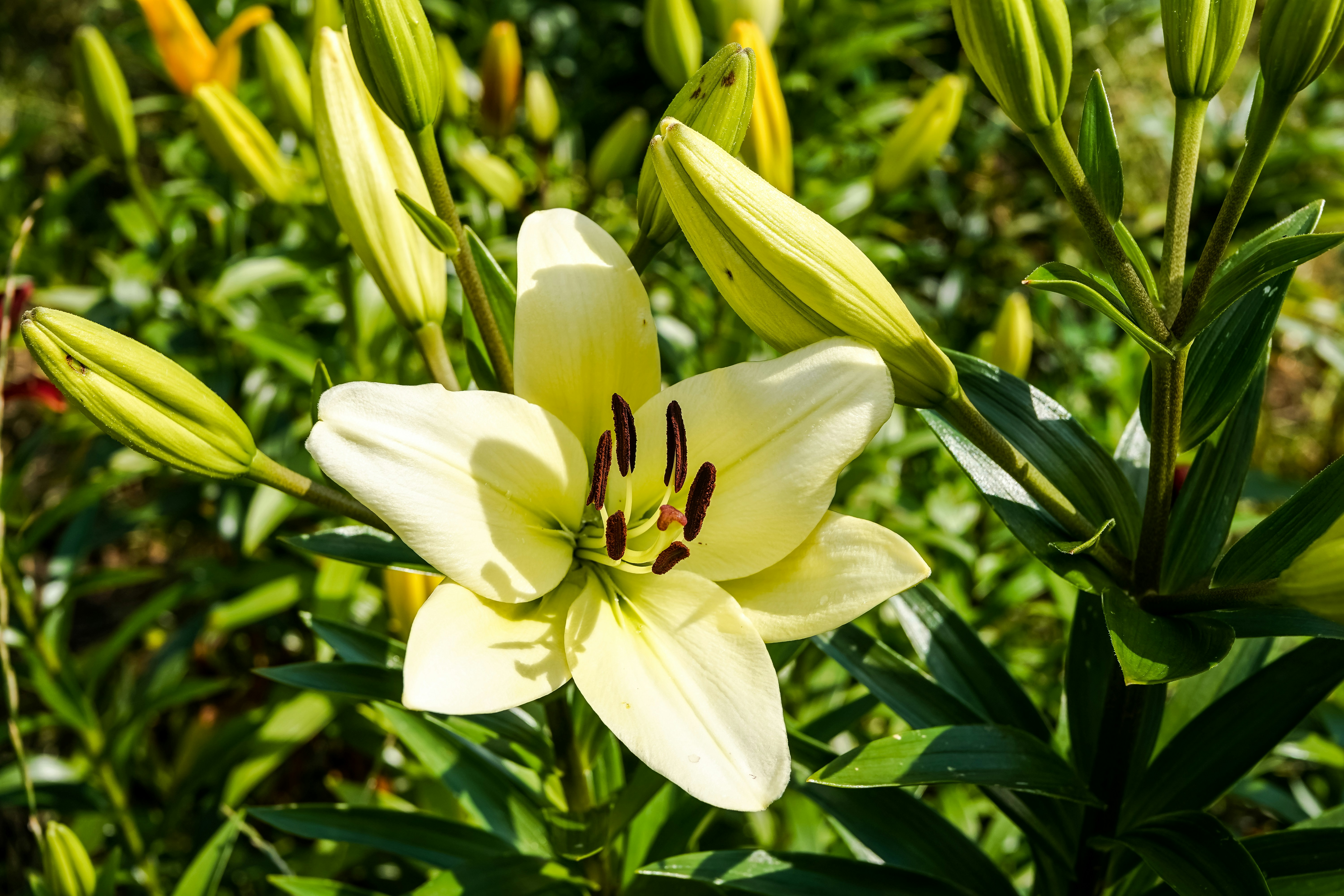 Center Stage Lily: A Cream Petaled Bloom Amid Deep Green Foliage