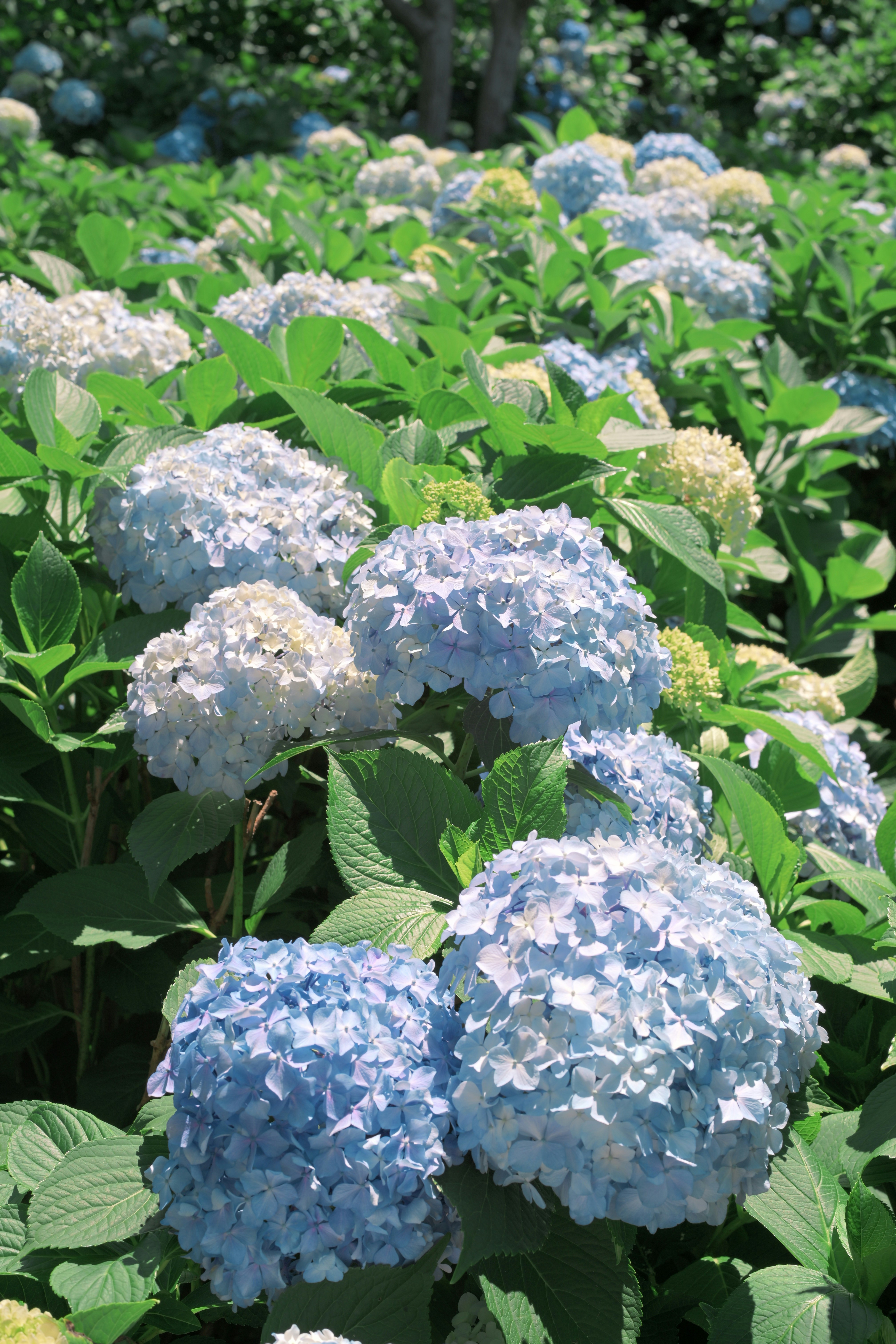 Hydrangea Mosaic: Soft Blue Blossoms in a Sunlit Border