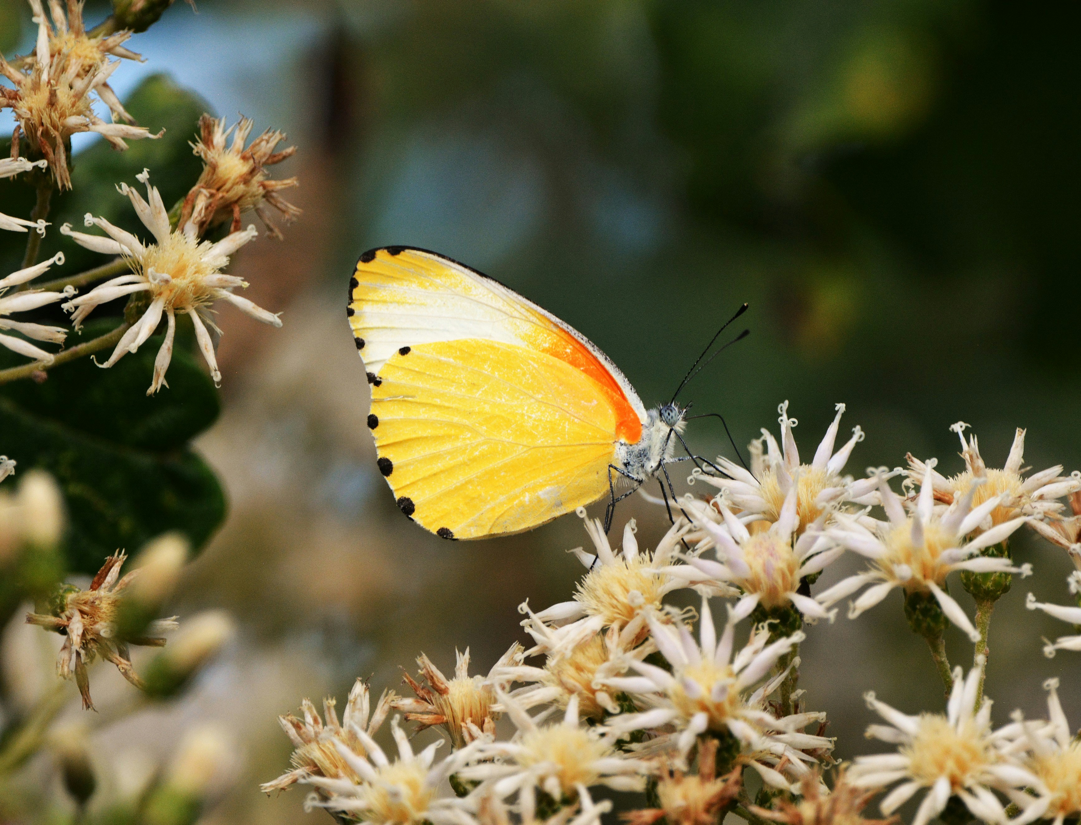 Butterfly on Bloom: A Sunlit Moment in Quiet Flora
